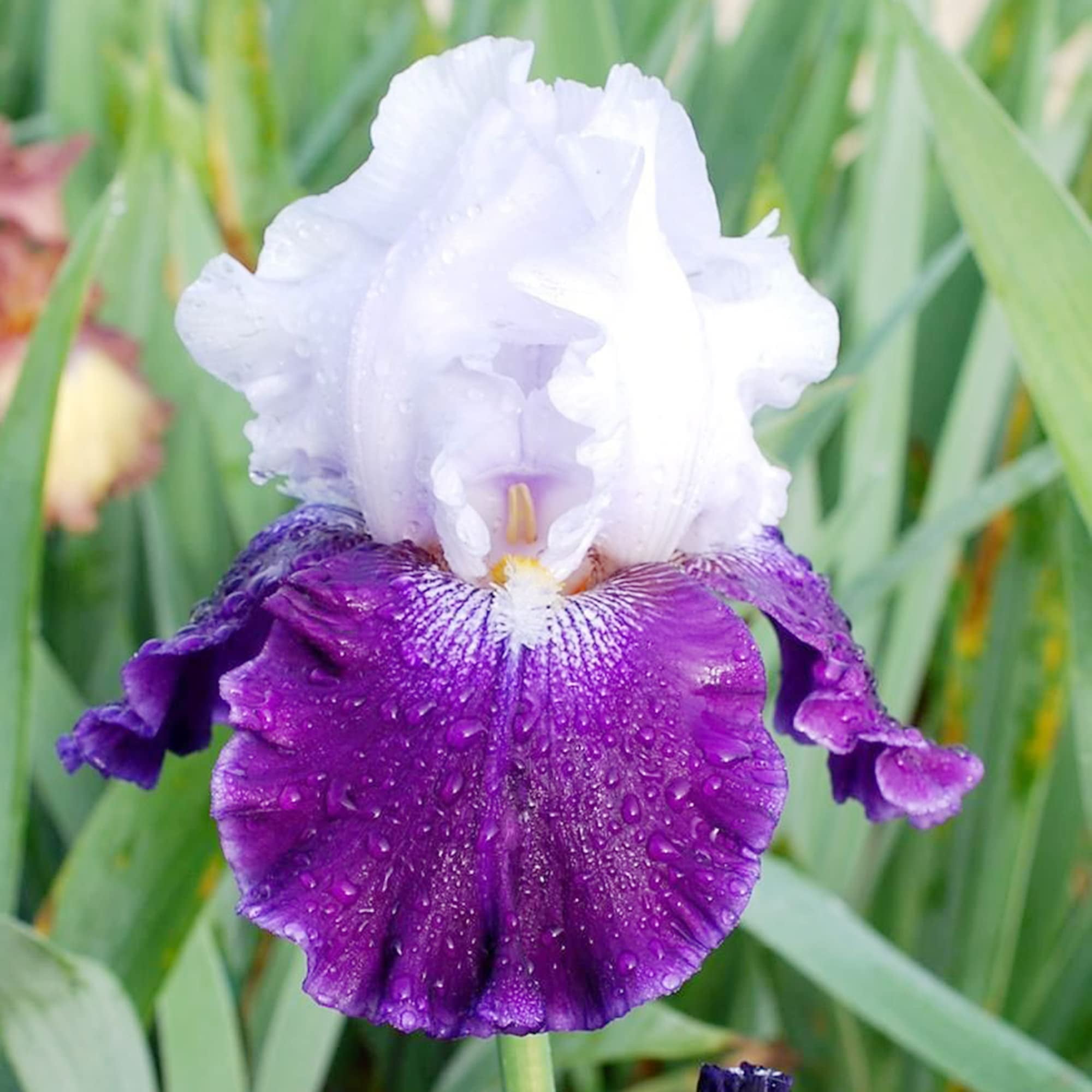 Bearded Iris Seeds SCH4 Iris 'Royal Storm' Deer & Rabbit Resistant Drought Tolerant Perennial ...