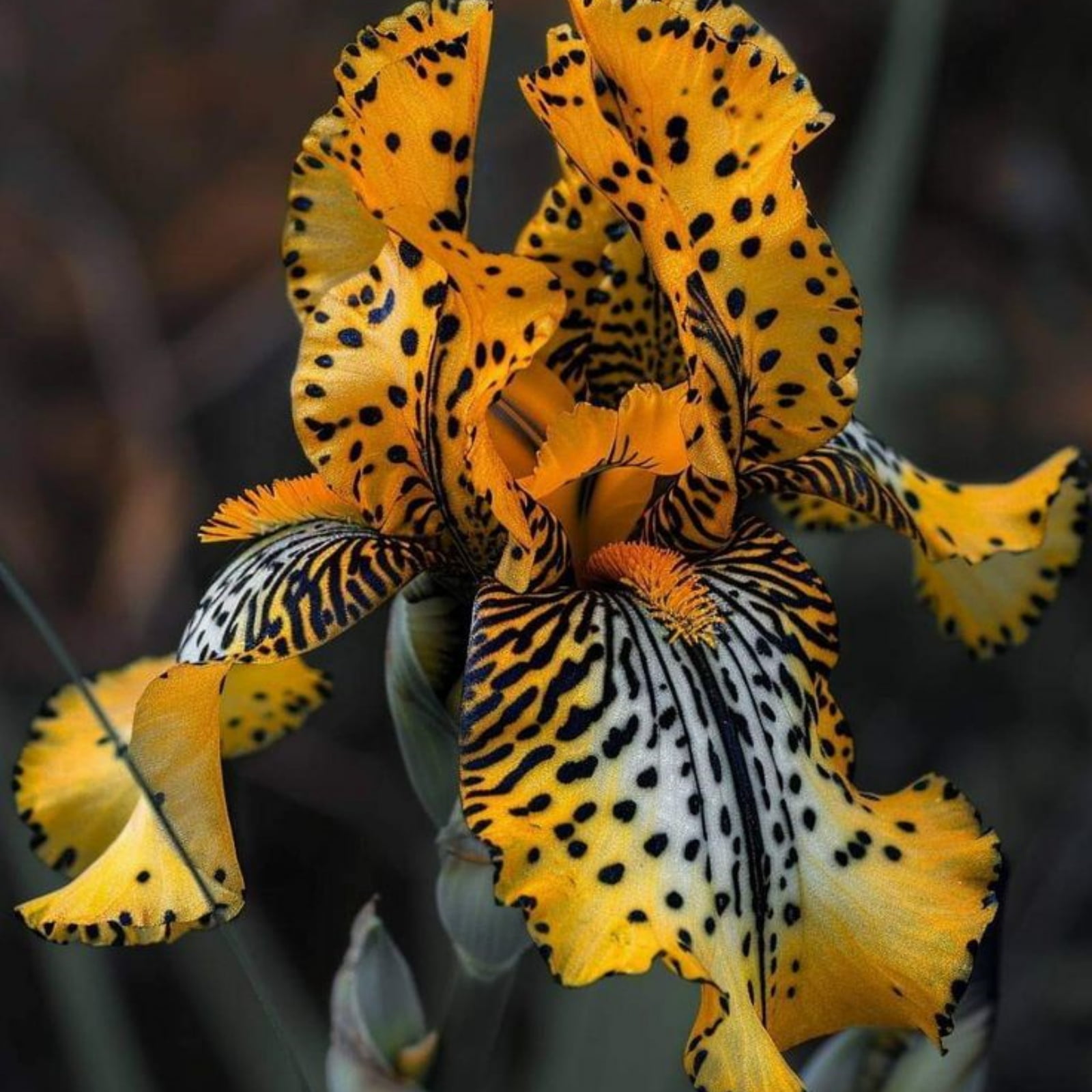 Bearded Iris for Planting-iris bulbs for planting outdoors perennials ...