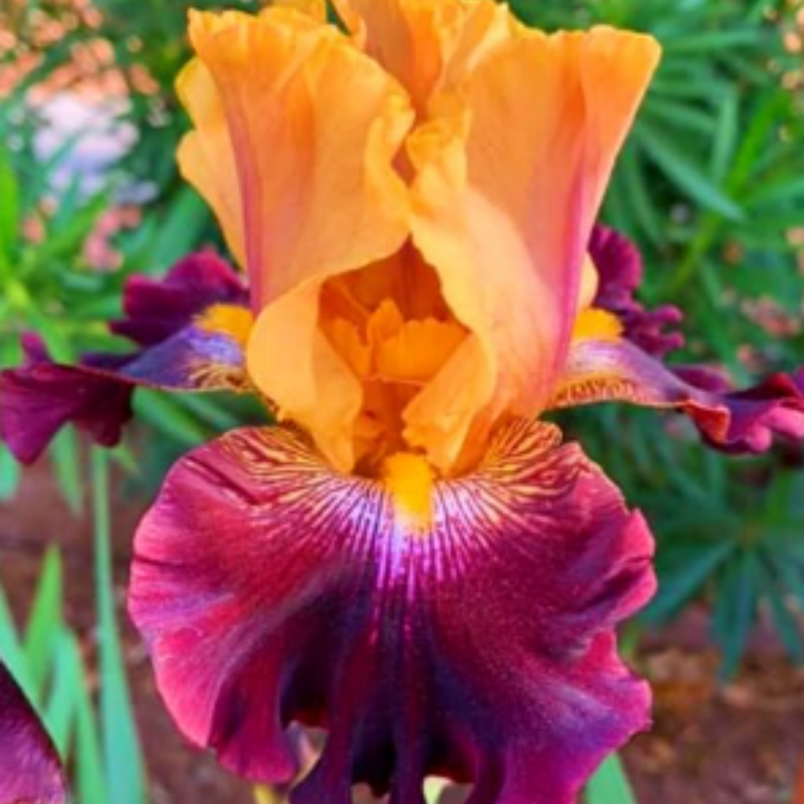 Bearded Iris for Planting-iris bulbs for planting outdoors perennials ...