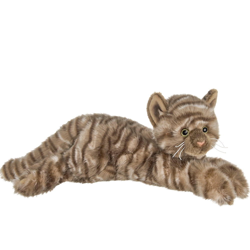 Cute Brown Tabby Cat
