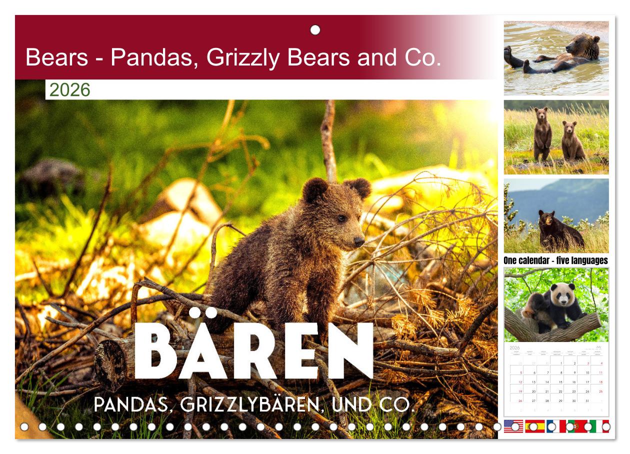 Bears - Pandas, Grizzly Bears and Co. (Monthly Wall Calendar 2026 16.5 ...
