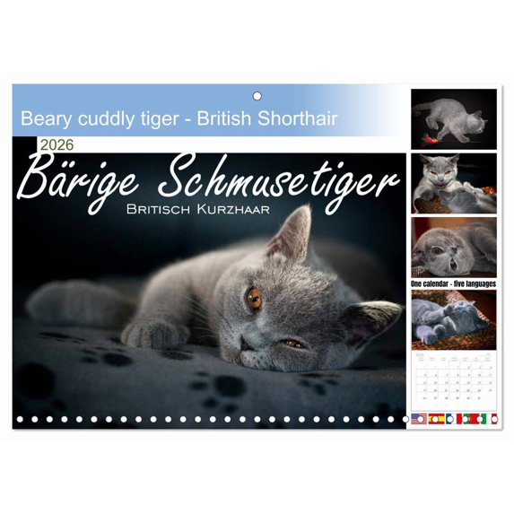 Beary cuddly tiger - British Shorthair (Monthly Wall Calendar 2026 11.7 ...