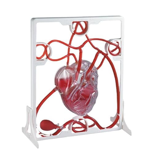 Beat and Blood Circulation Model, Medical Teaching Model with Squeeze ...