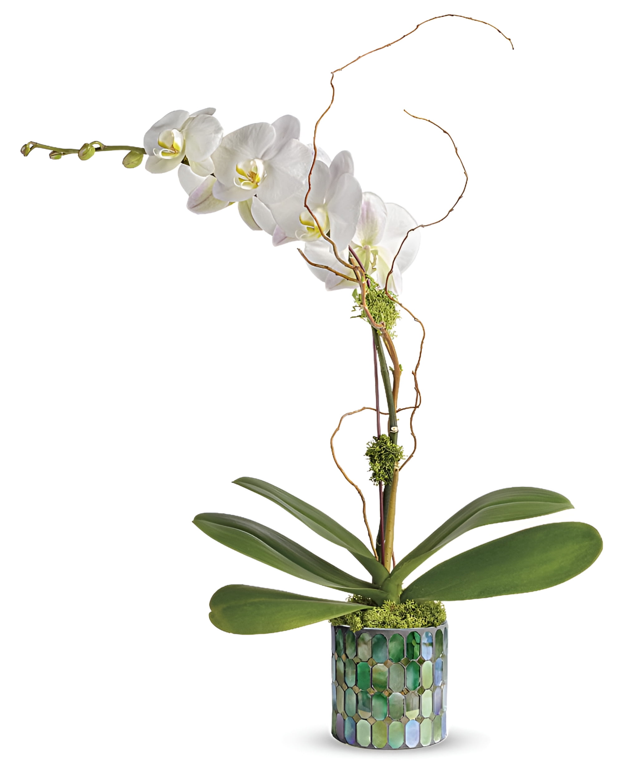 BeauMonde Flora Teleflora's Stained Glass Orchid - Walmart.com