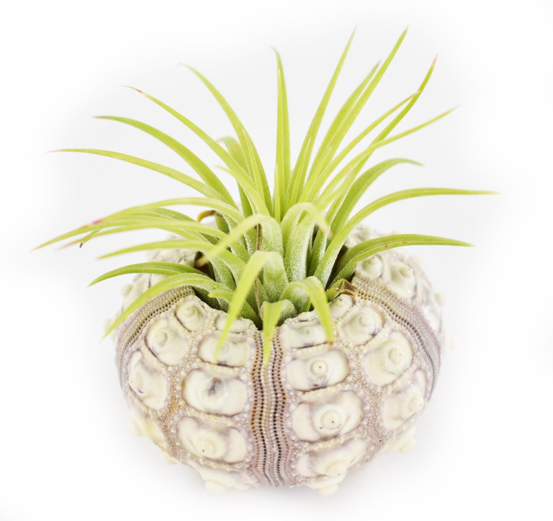 Beautiful Air Plant Sputnik Sea Urchin Set - Nautical Gift Beach Decor ...