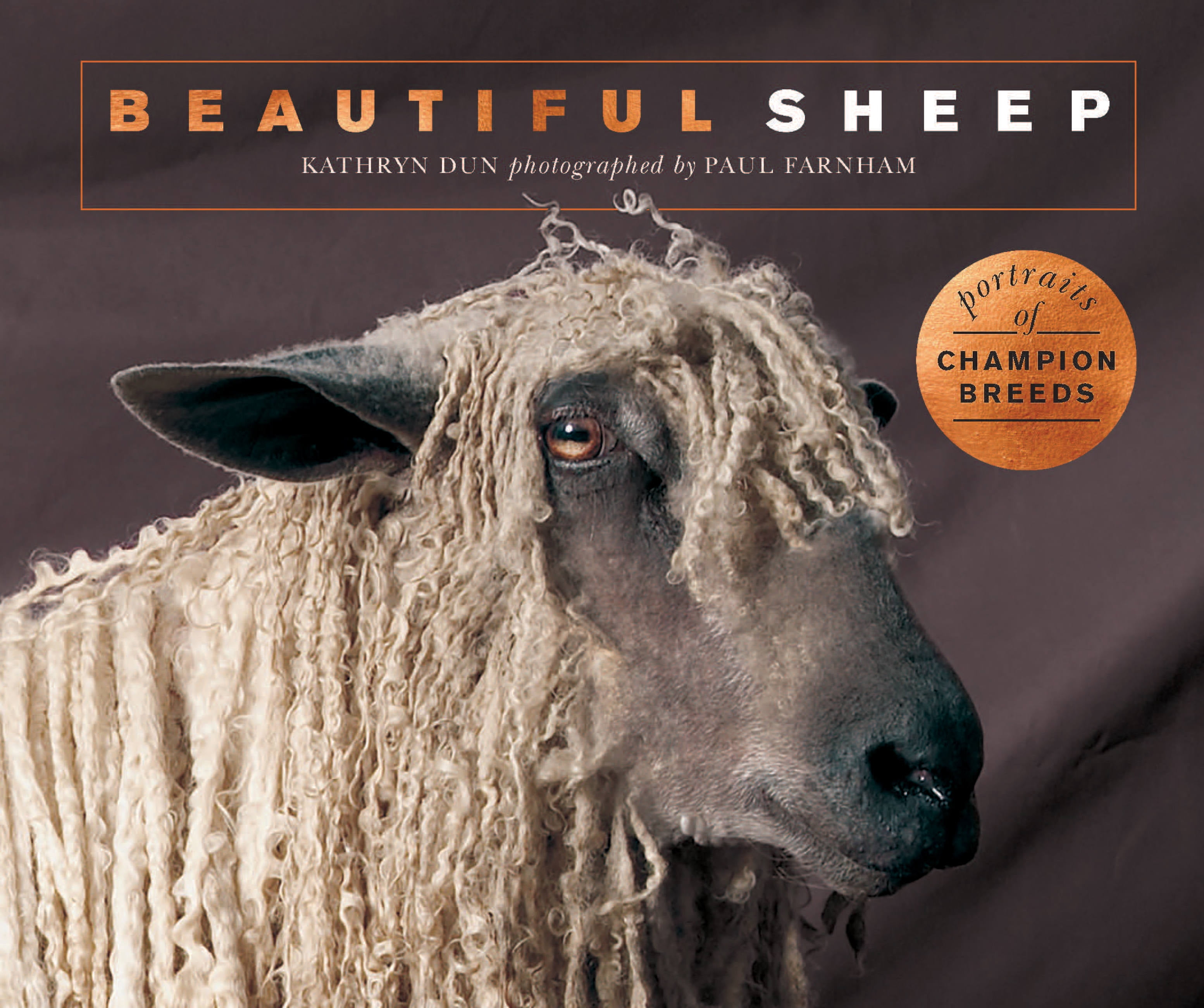 Beautiful Animals: Beautiful Sheep : Portraits of champion breeds ...