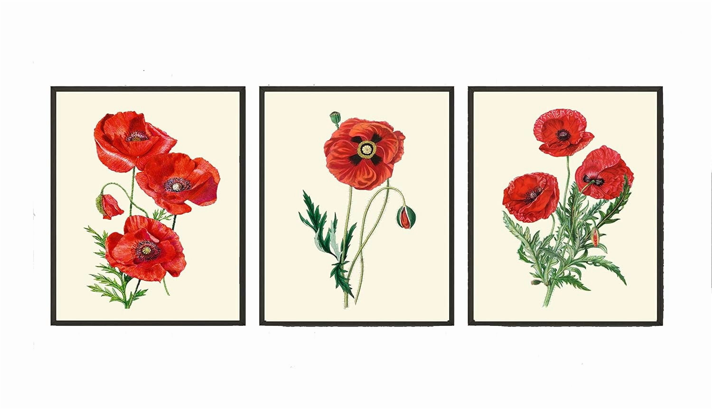 Beautiful Botanical Red Poppies Wall Art Prints set of 3 8x10 Unframed ...