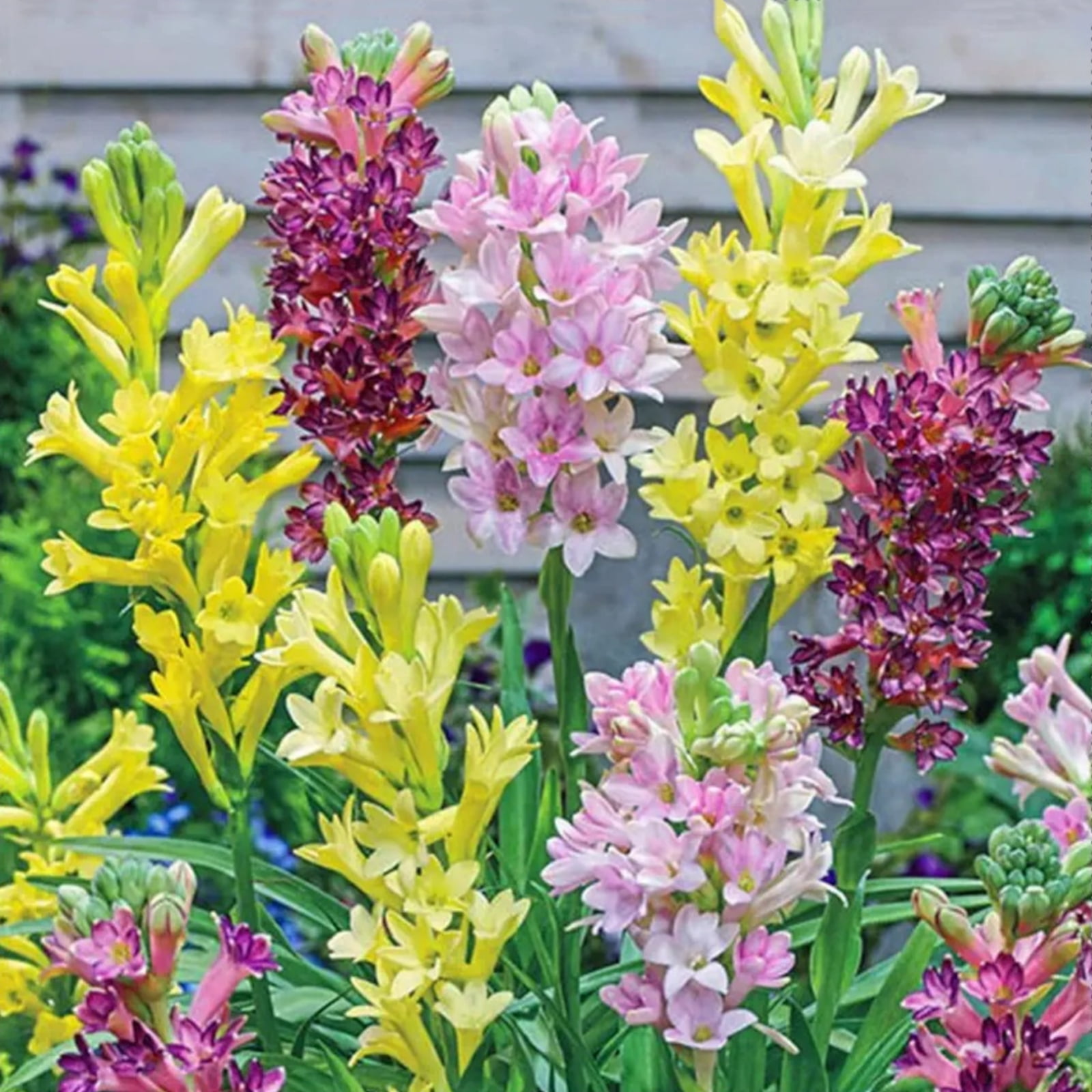 Beautiful Brilliant Tuberose-Ornamental Gift-Garden Home Decoration ...