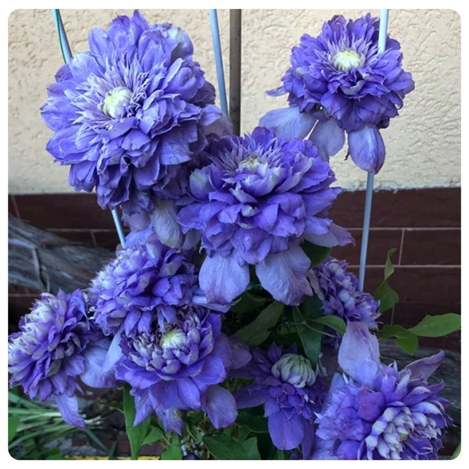 Beautiful Clematis Full Of Mysterious Colors - Suitable For Garden ...