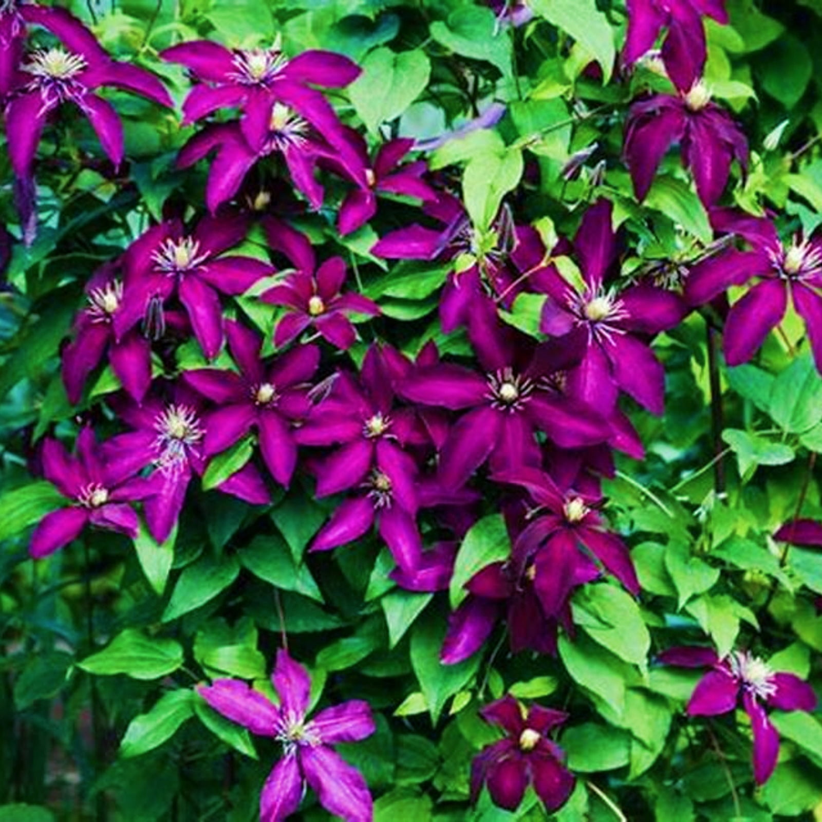 Beautiful Clematis bulbous climbing garden ornamental plants - Walmart.com
