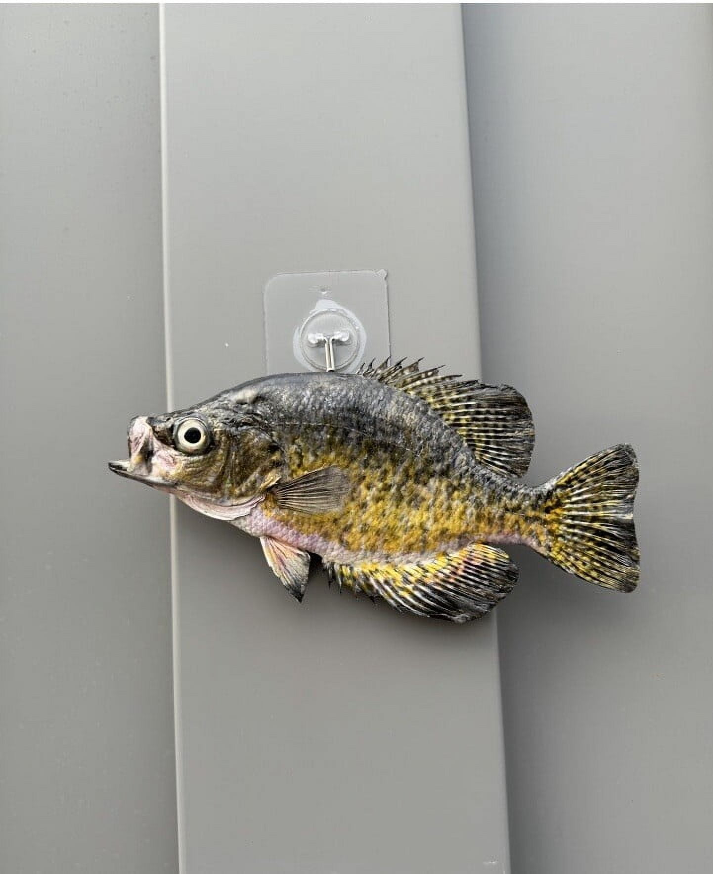 Beautiful Crappie Fish Taxidermy Wall Mount Art Wildlife - Walmart.com