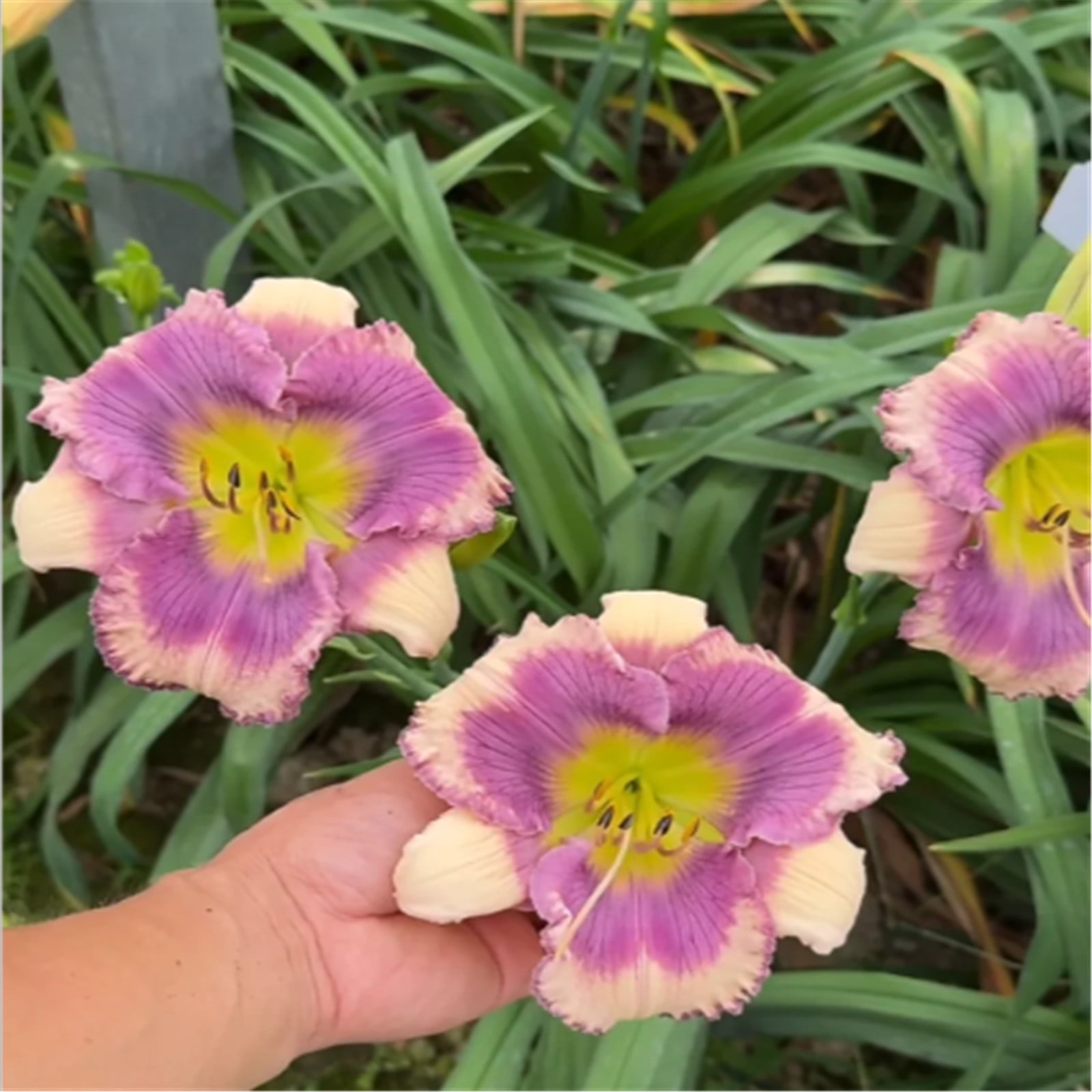 Beautiful Daylily Flower Plants are suitable for Courtyard Gardens Heat ...