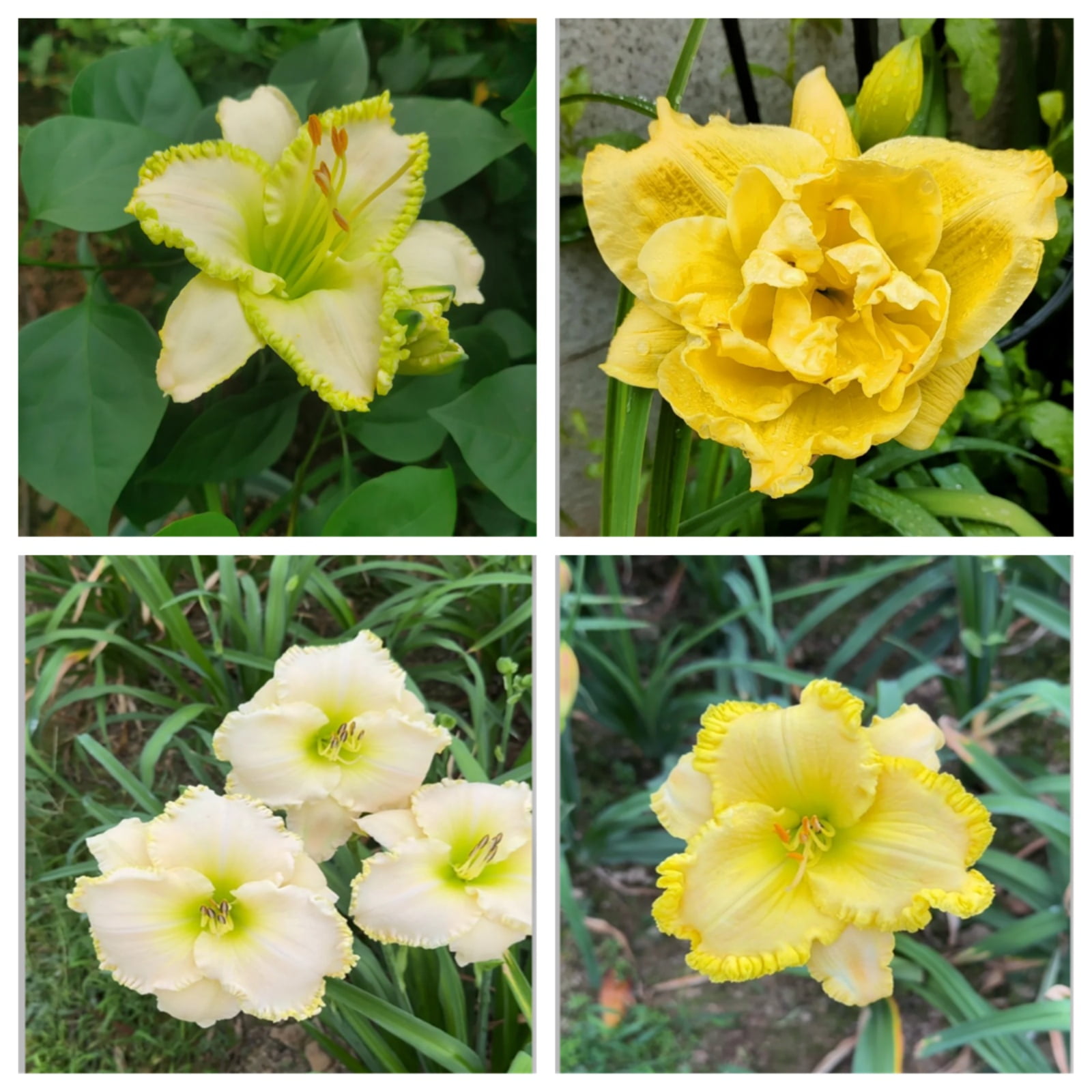 Beautiful Daylily Flower Plants are suitable for Courtyard Gardens ...