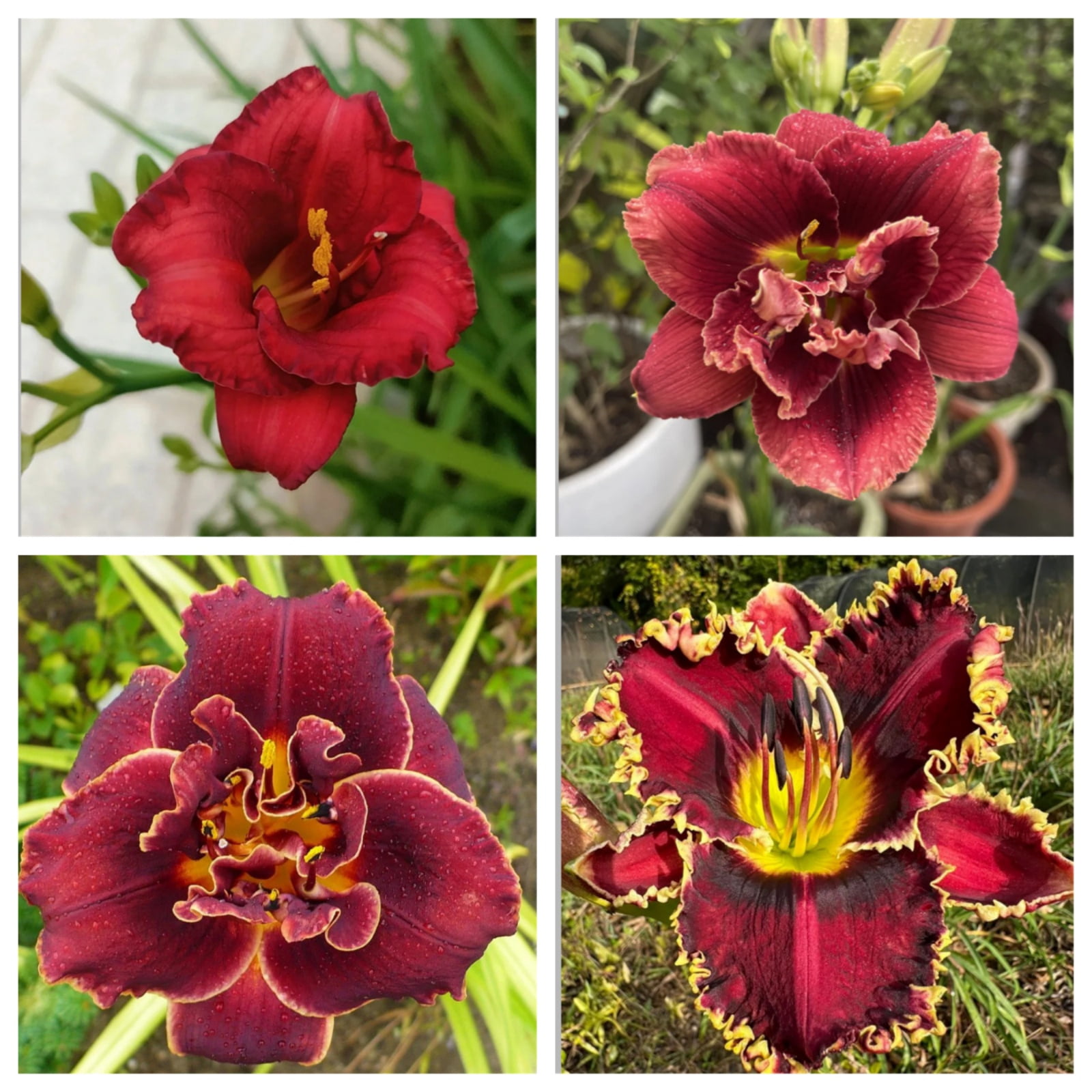 Beautiful Daylily Flower Plants are suitable for Courtyard Gardens ...