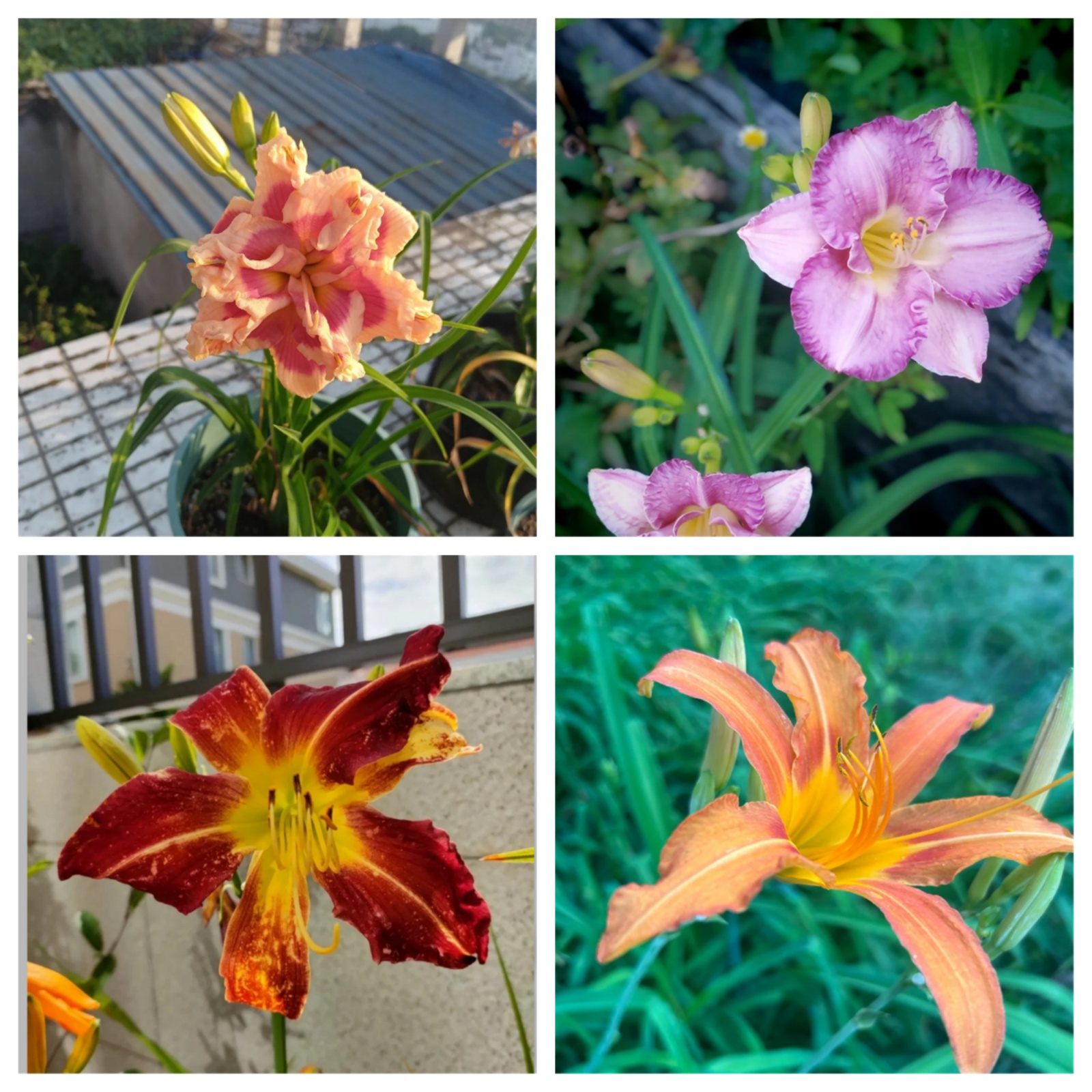 Beautiful Daylily Flower Plants are suitable for Courtyard Gardens ...