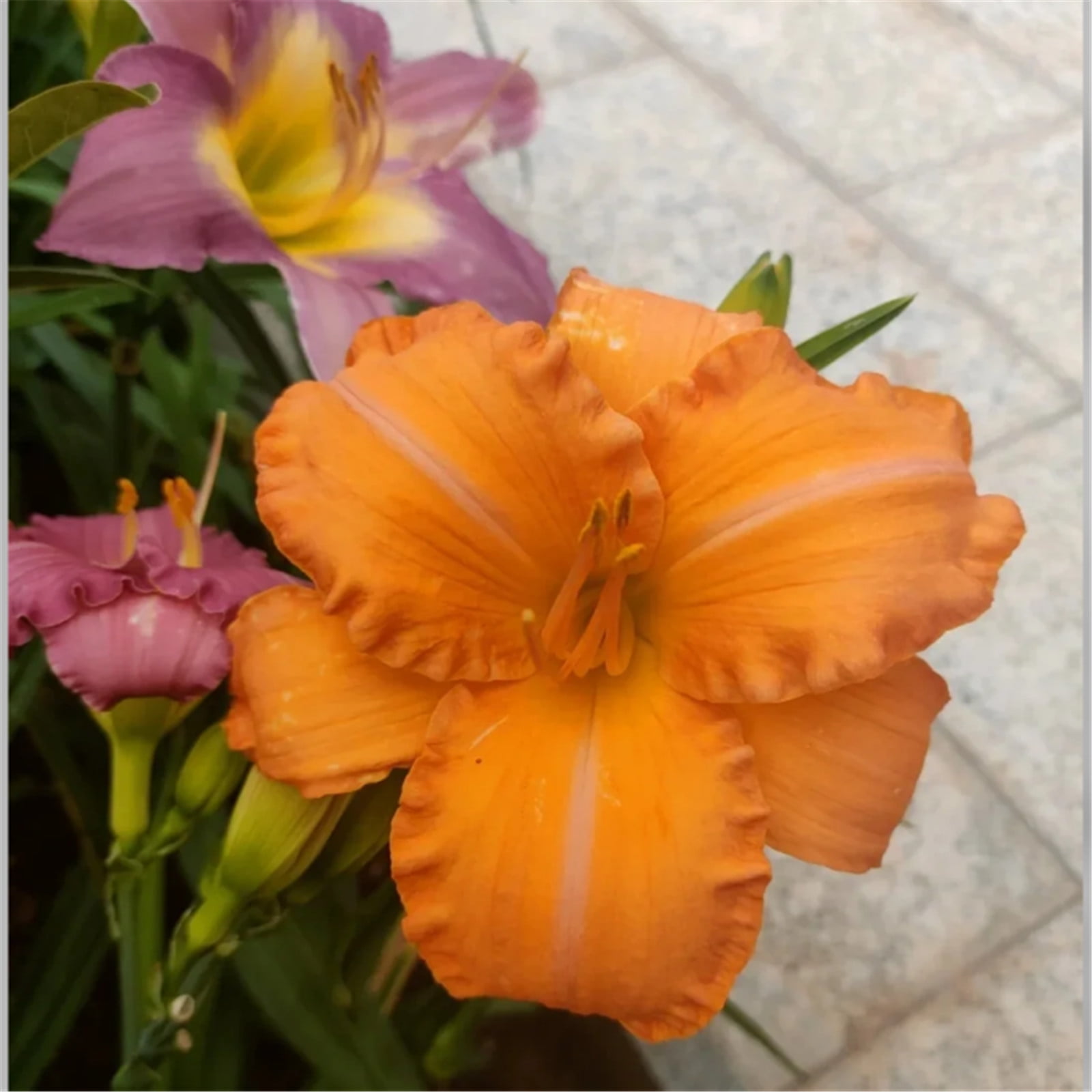 Beautiful Daylily Flower Plants are suitable for Courtyard decoration ...