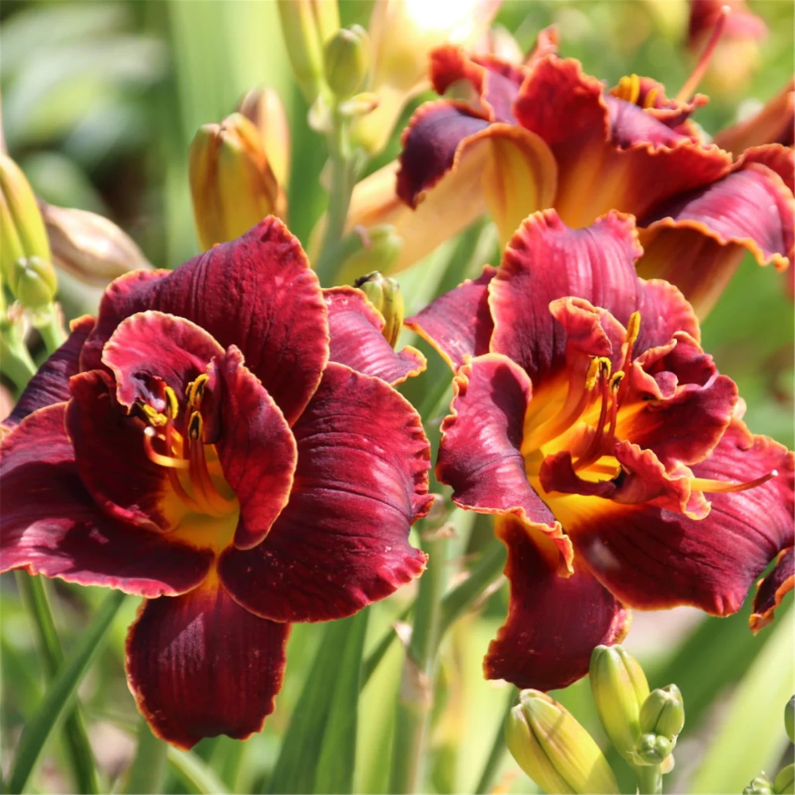 Beautiful Daylily Flower Plants are suitable for Courtyard decoration ...