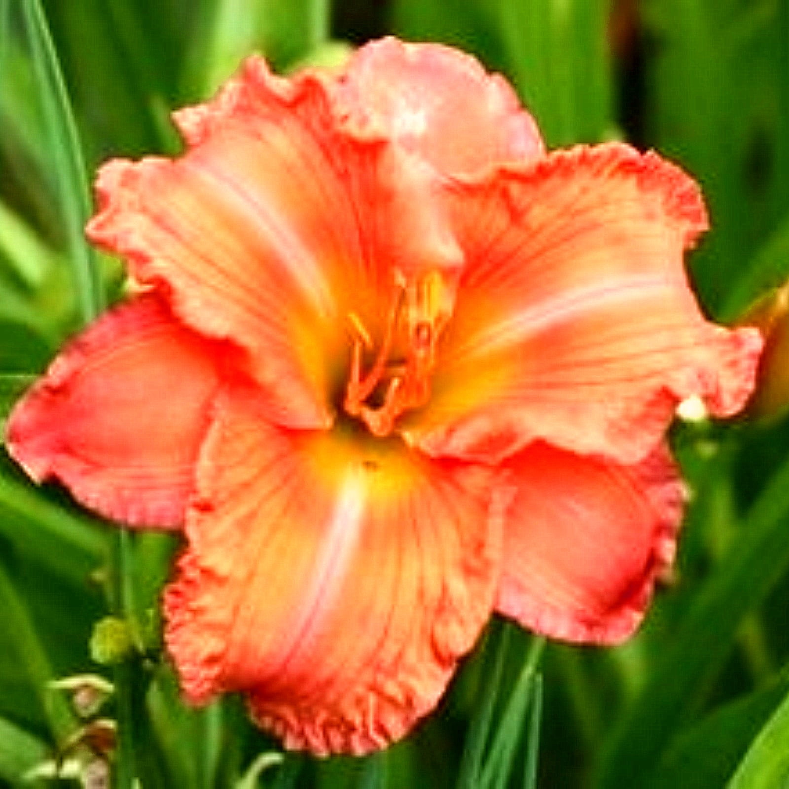 Beautiful Daylily Plants (Hemerocallis) – Stunning Summer Blooms for ...