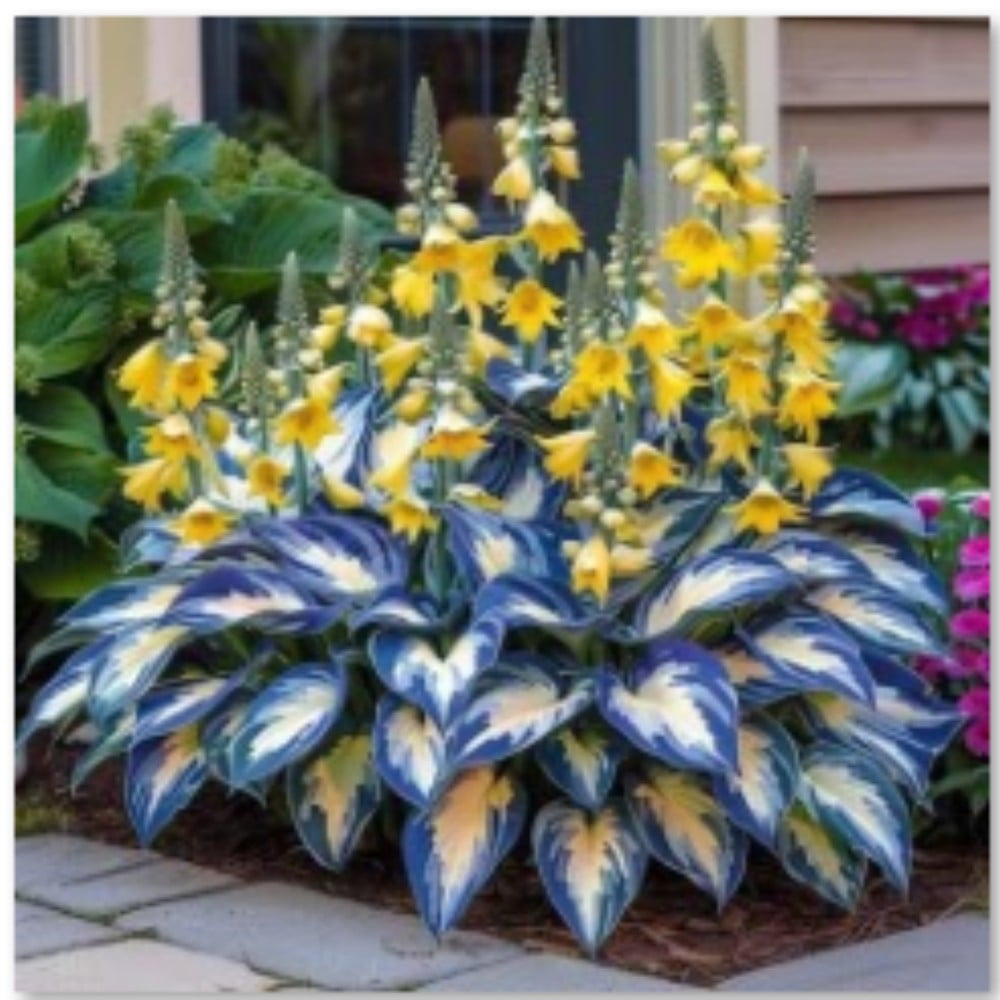 Beautiful Decoration(Hosta)Indoors or Outdoor Gardens Gift Ready ...
