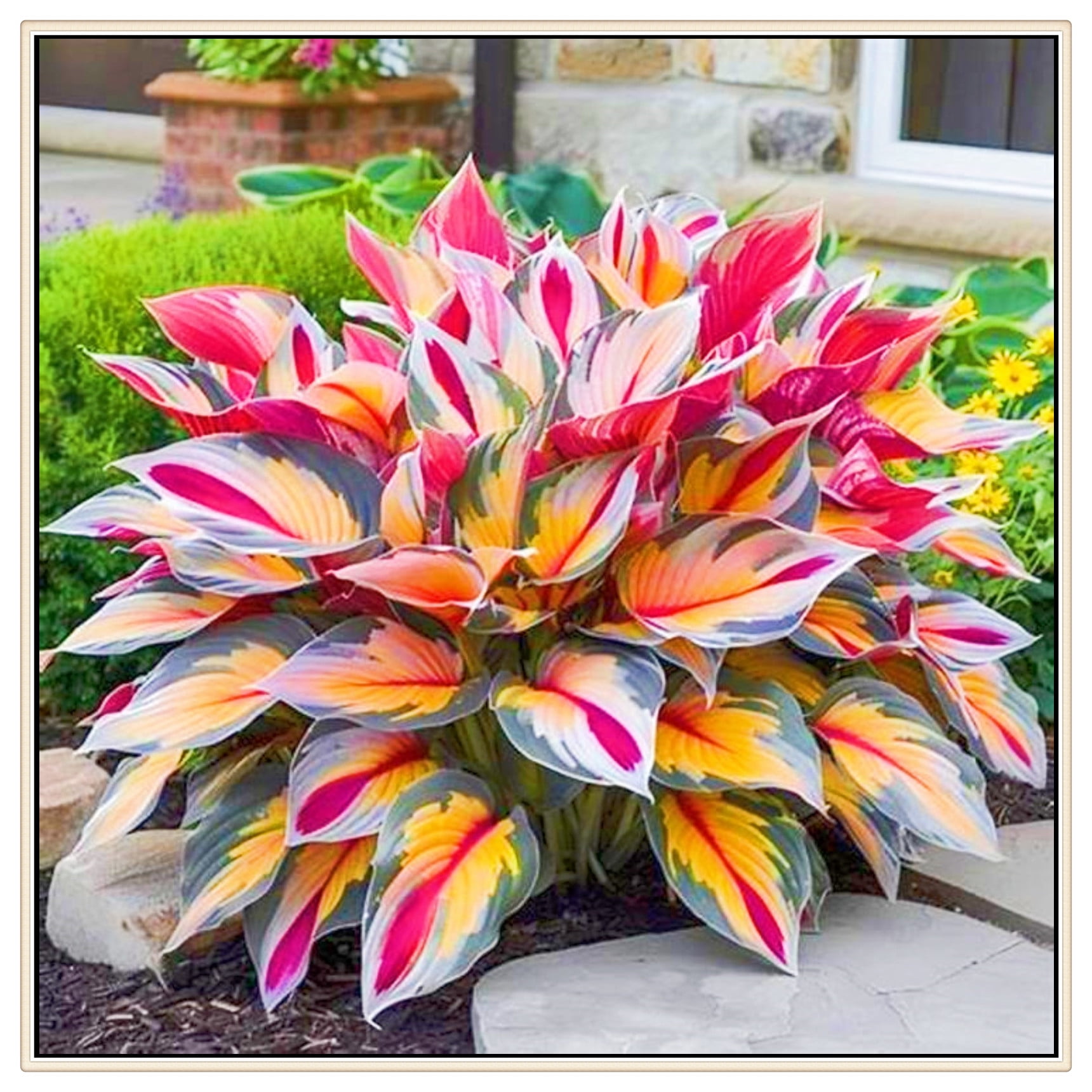 Beautiful Decoration(Hosta)Indoors or Outdoor Gardens Gift Ready ...