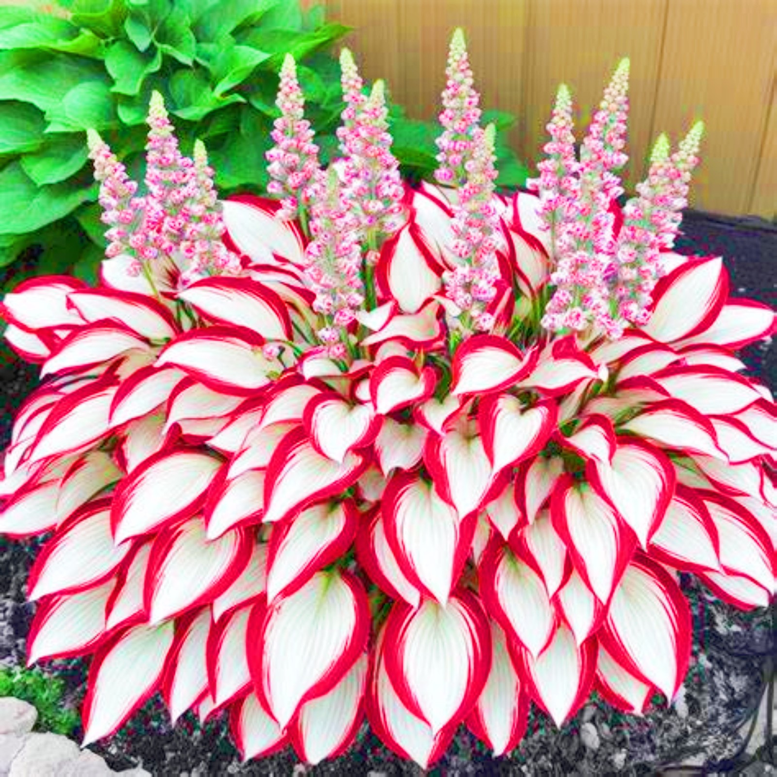 Beautiful Decoration(Hosta)Indoors or Outdoor Planting - Walmart.com