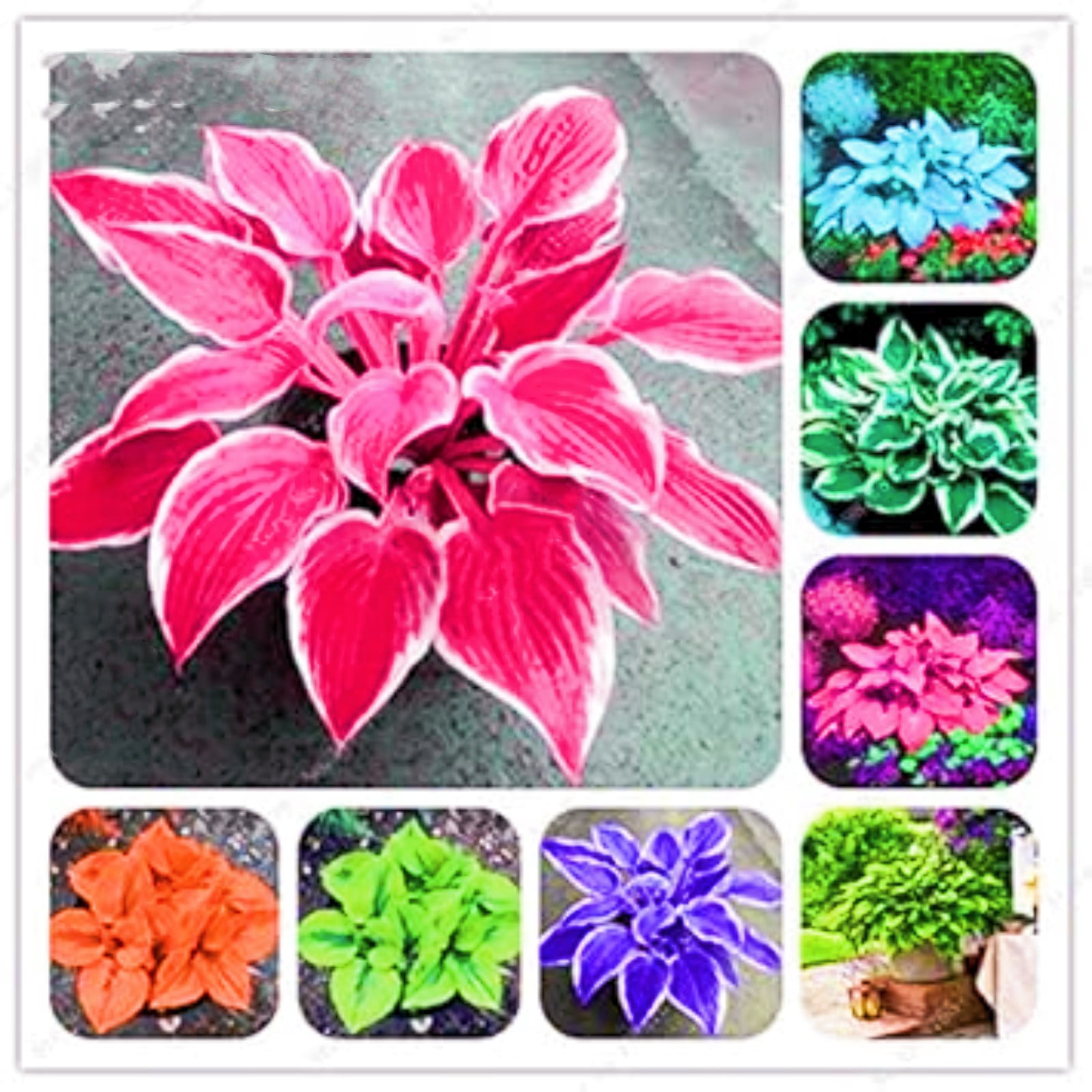 Beautiful Decoration(Hosta)Indoors or Outdoor Planting - Walmart.com
