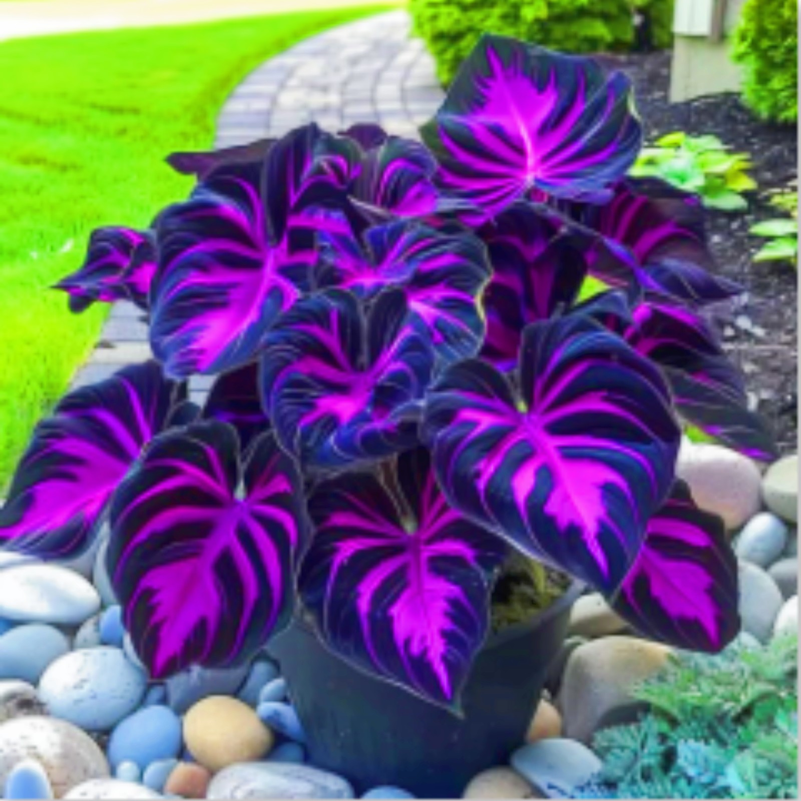 Beautiful Decoration(Hosta)Indoors or Outdoor Planting - Walmart.com