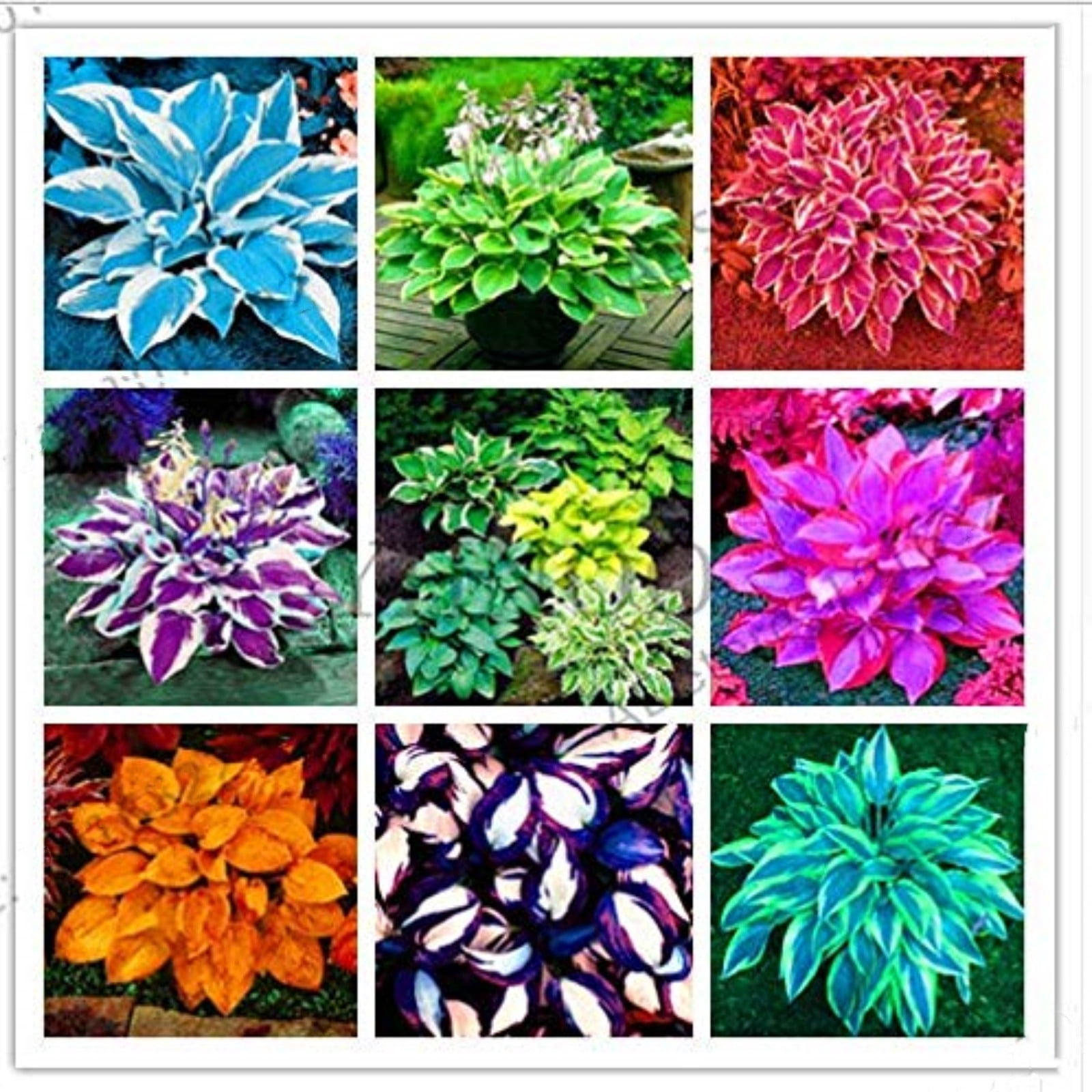 Beautiful Decoration(Hosta)Indoors or Outdoor Planting - Walmart.com