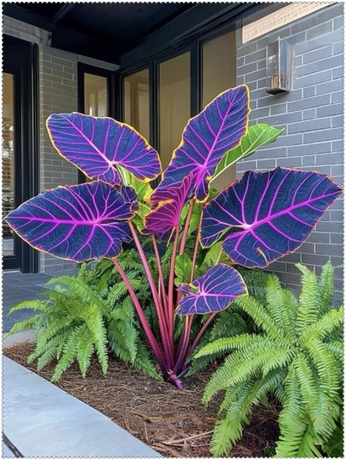 Beautiful - Decoration-Simple to Grow-Garden Stakes Planting ...