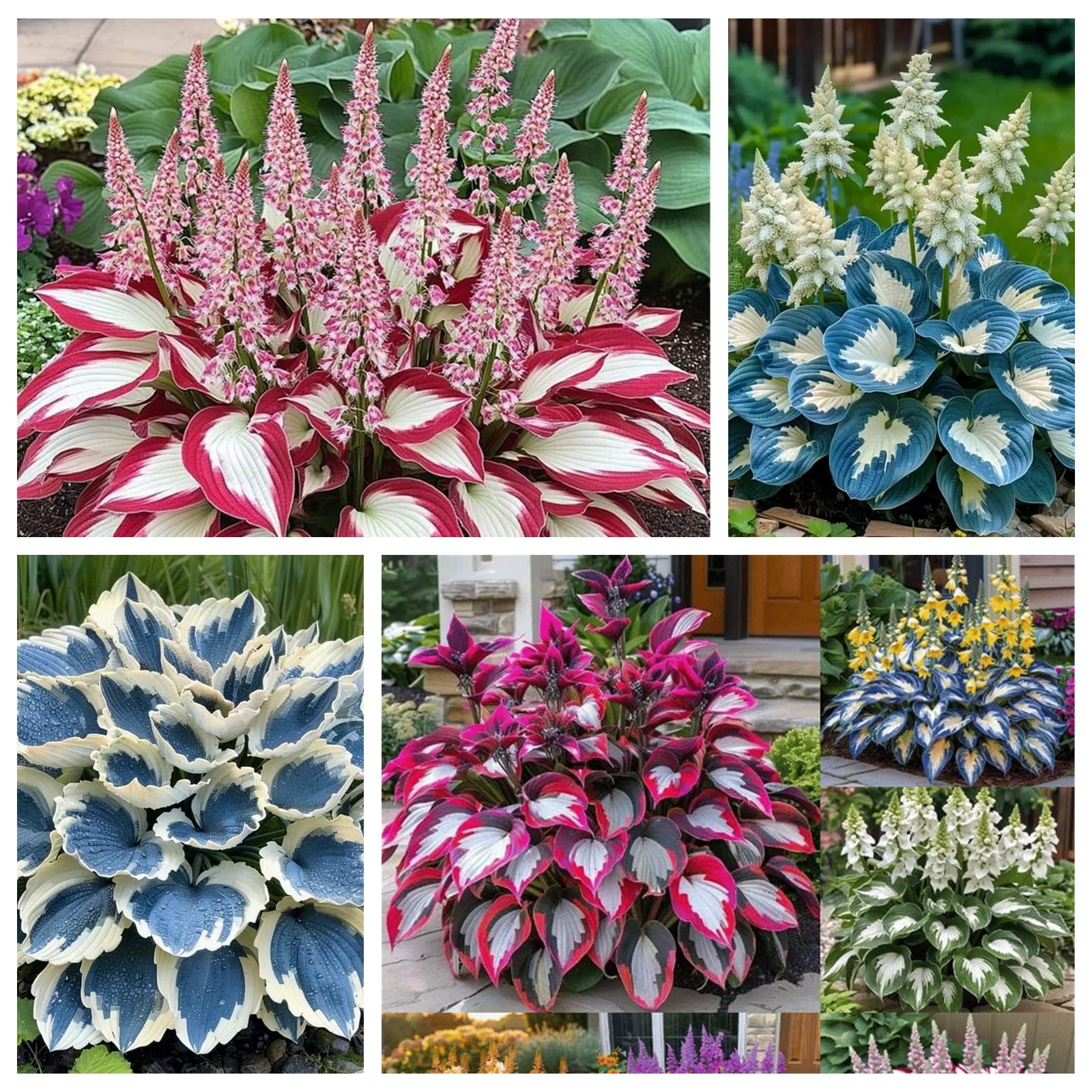 Beautiful - Decoration-Simple to Grow-Garden - Stakes Planting-(hosta ...