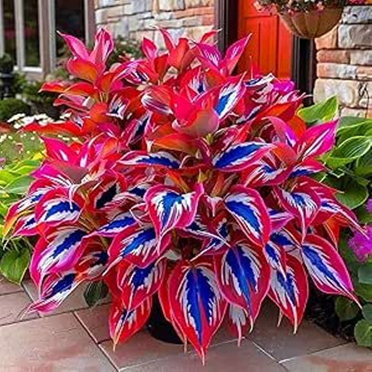 Beautiful - Decoration-Simple to Grow-Garden Stakes Planting-(hosta for ...