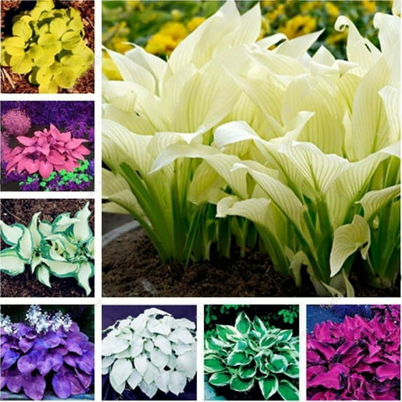Beautiful Decoration-Simple to Grow-Garden Stakes Planting-(hosta for ...