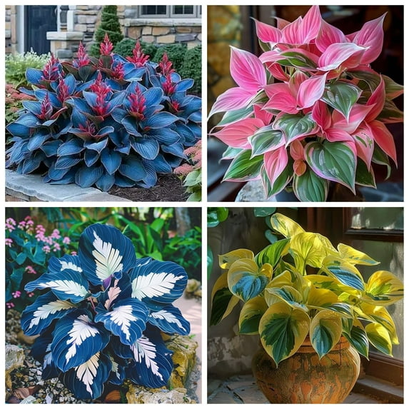 Beautiful - Decoration-Simple to Grow-Garden Stakes Planting-(hosta for planting ) - Fast growth ...