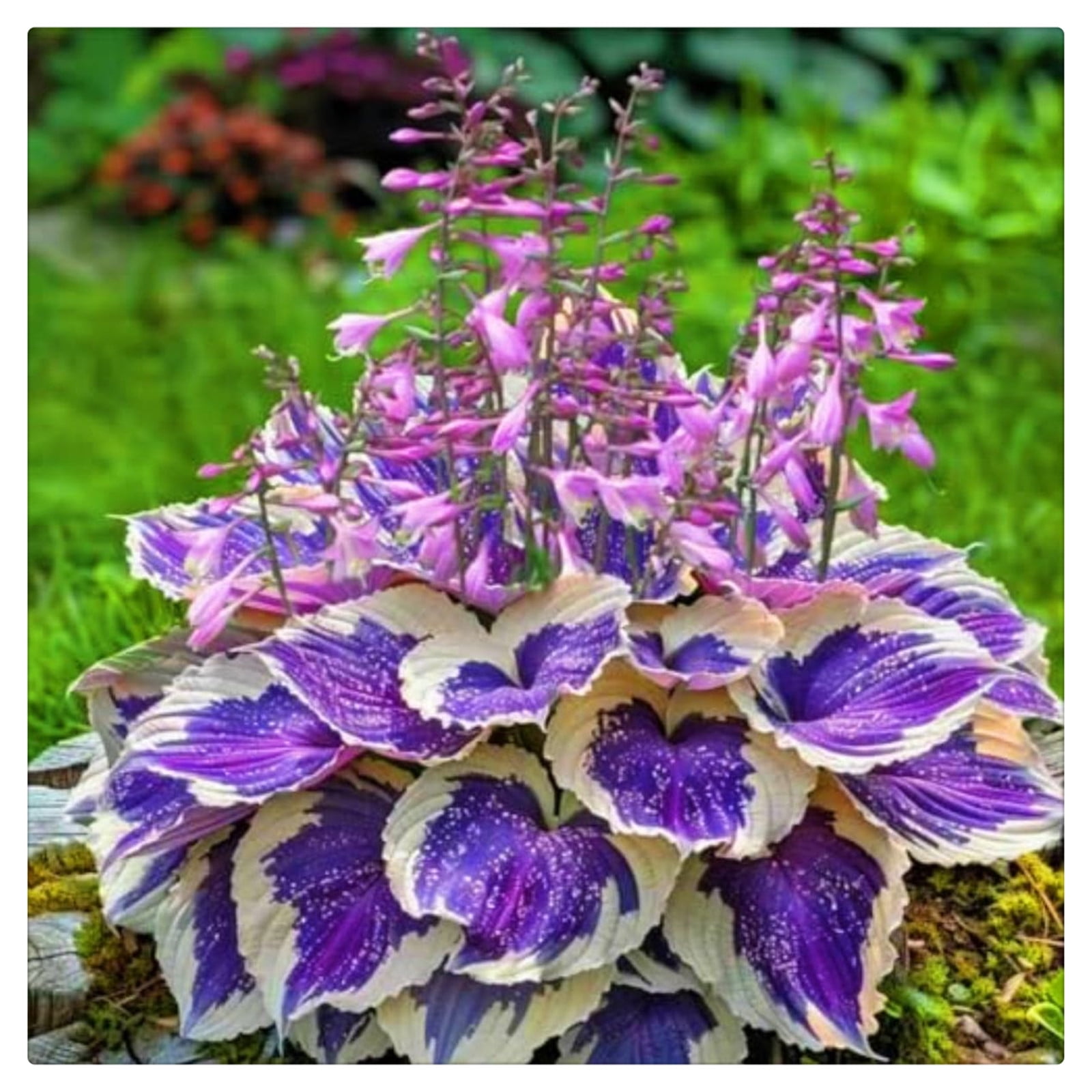 Beautiful - Decoration-Simple to Grow-Garden Stakes Planting-(hosta for ...
