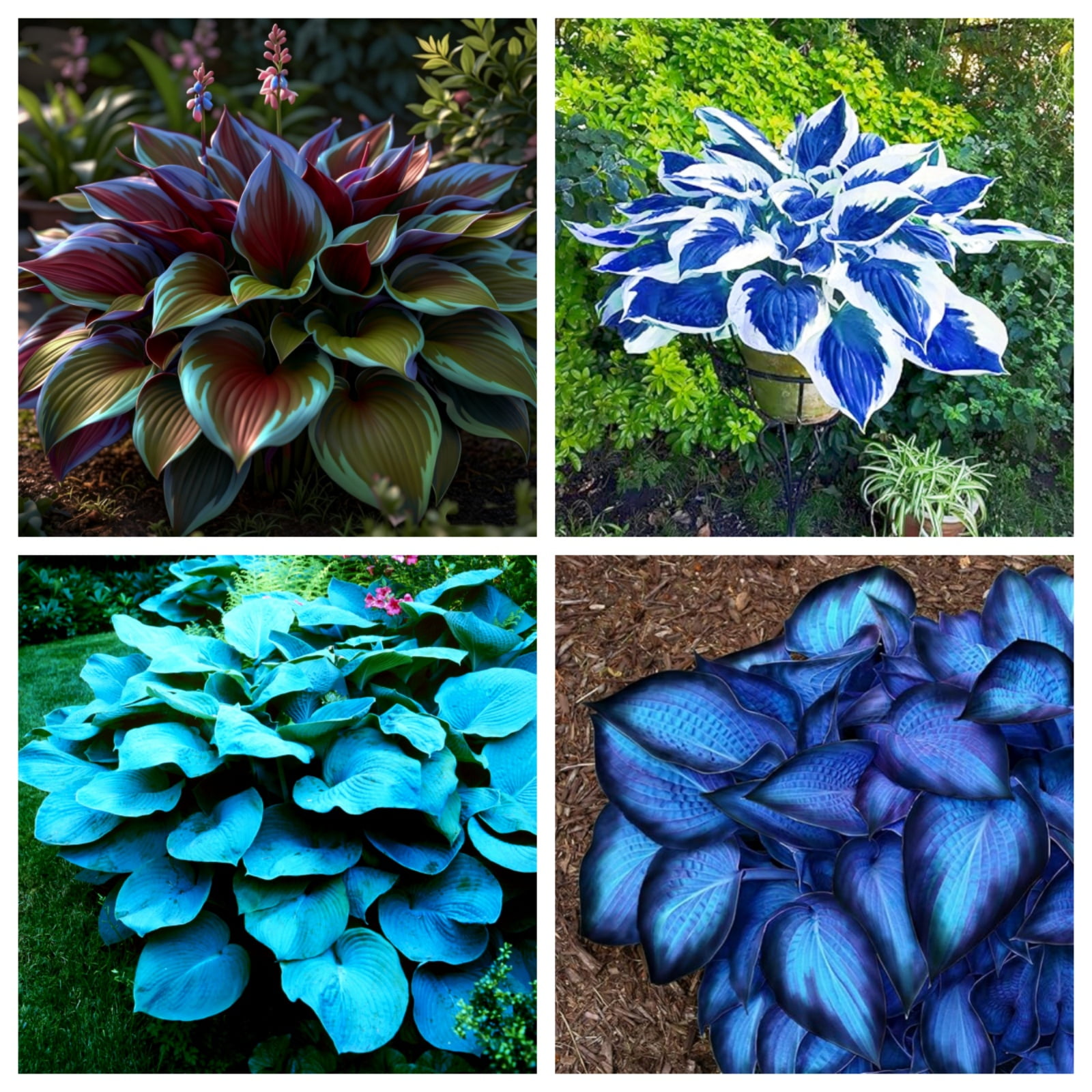 Beautiful-Decoration-Simple to Grow-Garden Stakes Planting-(hosta for ...
