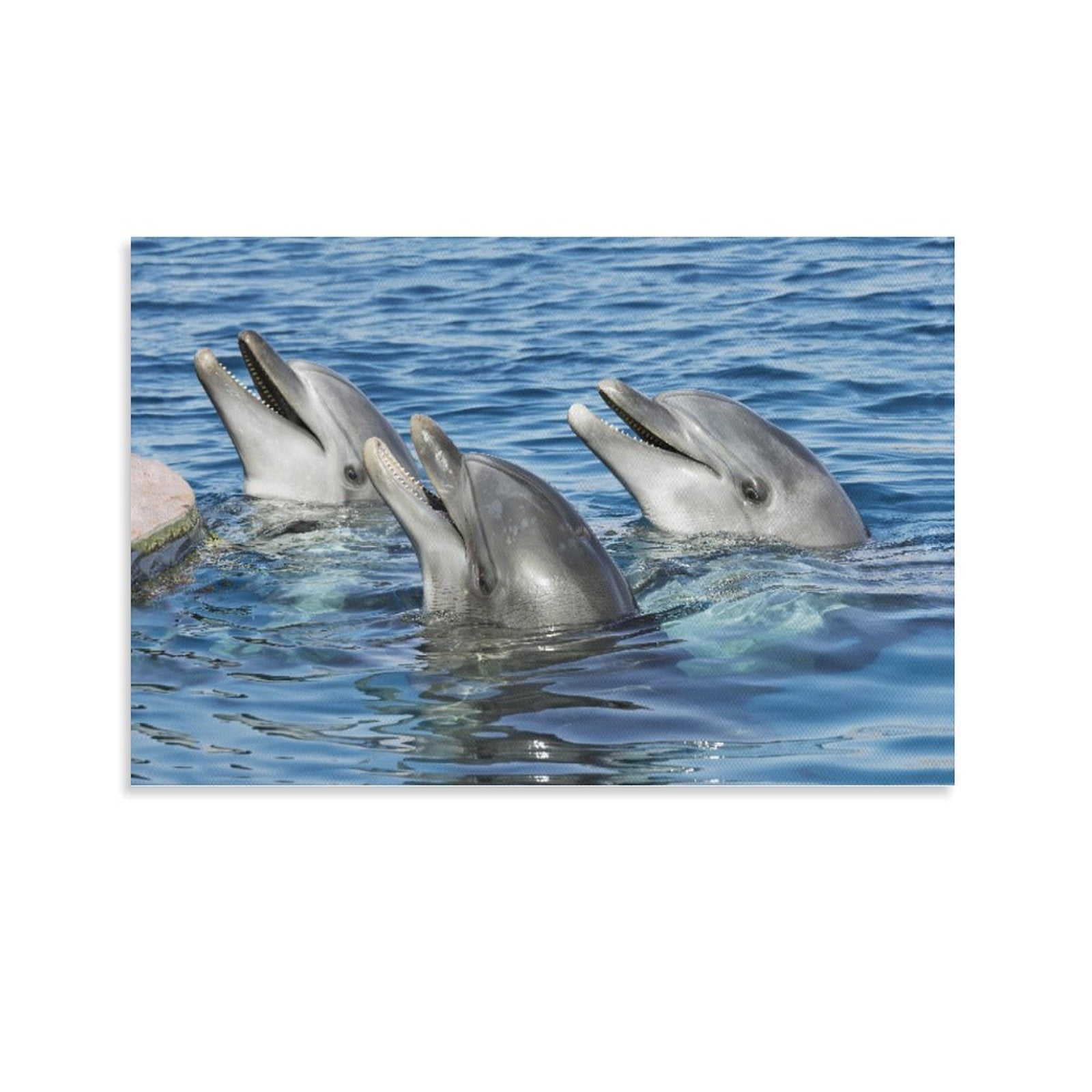 Beautiful Dolphins In The Gulf Of Eilat Canvas Art Poster And Wall Art ...