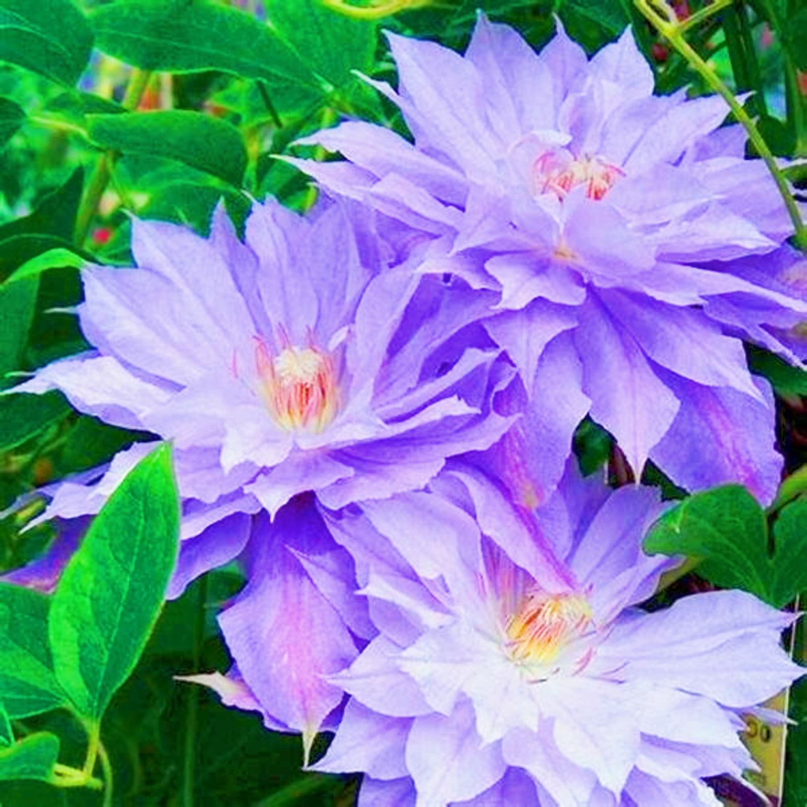 Beautiful Environment Planting for Pots(Clematis)Can Grow Well in Pots ...