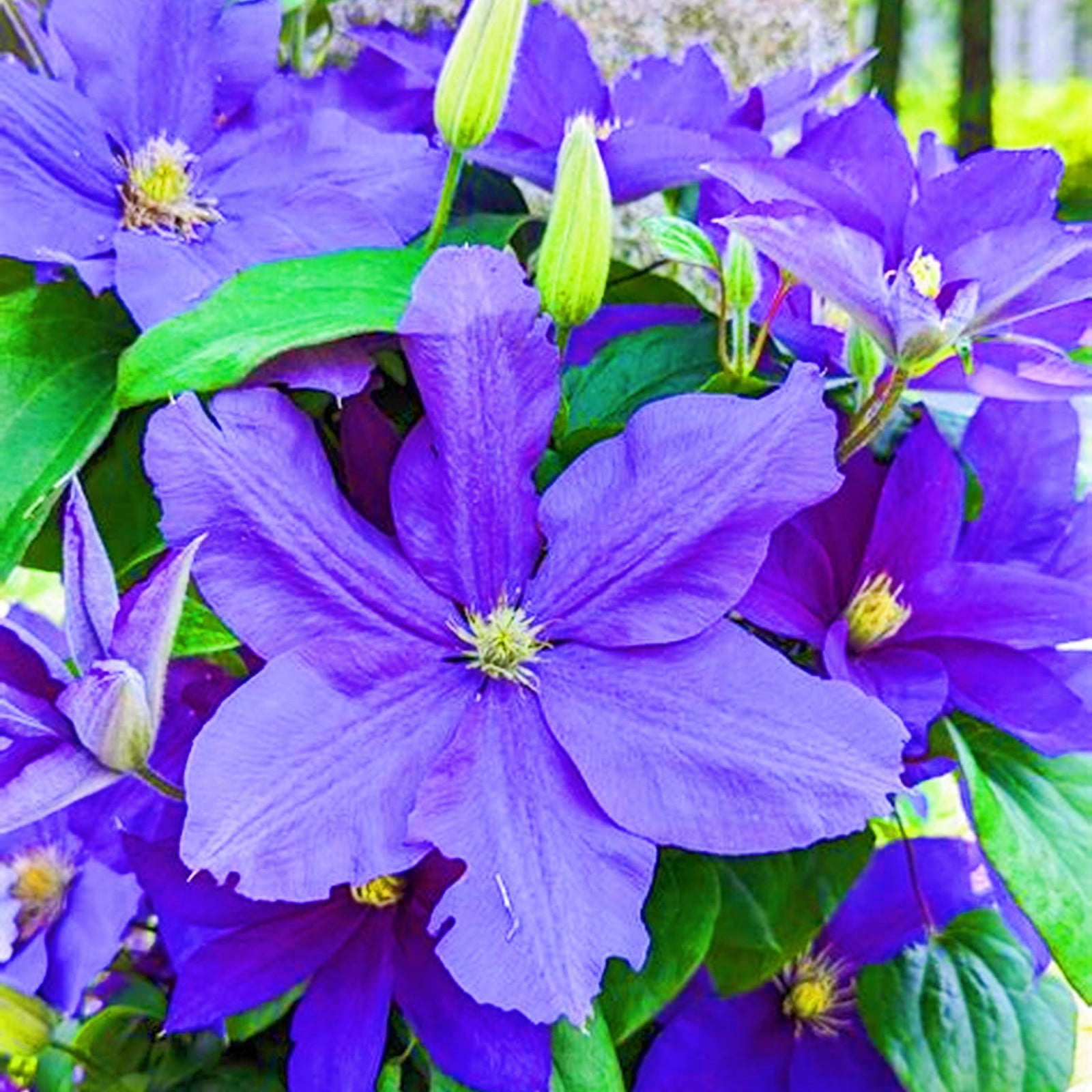 Beautiful Environment Planting for Pots(Clematis)Can Grow Well in Pots ...
