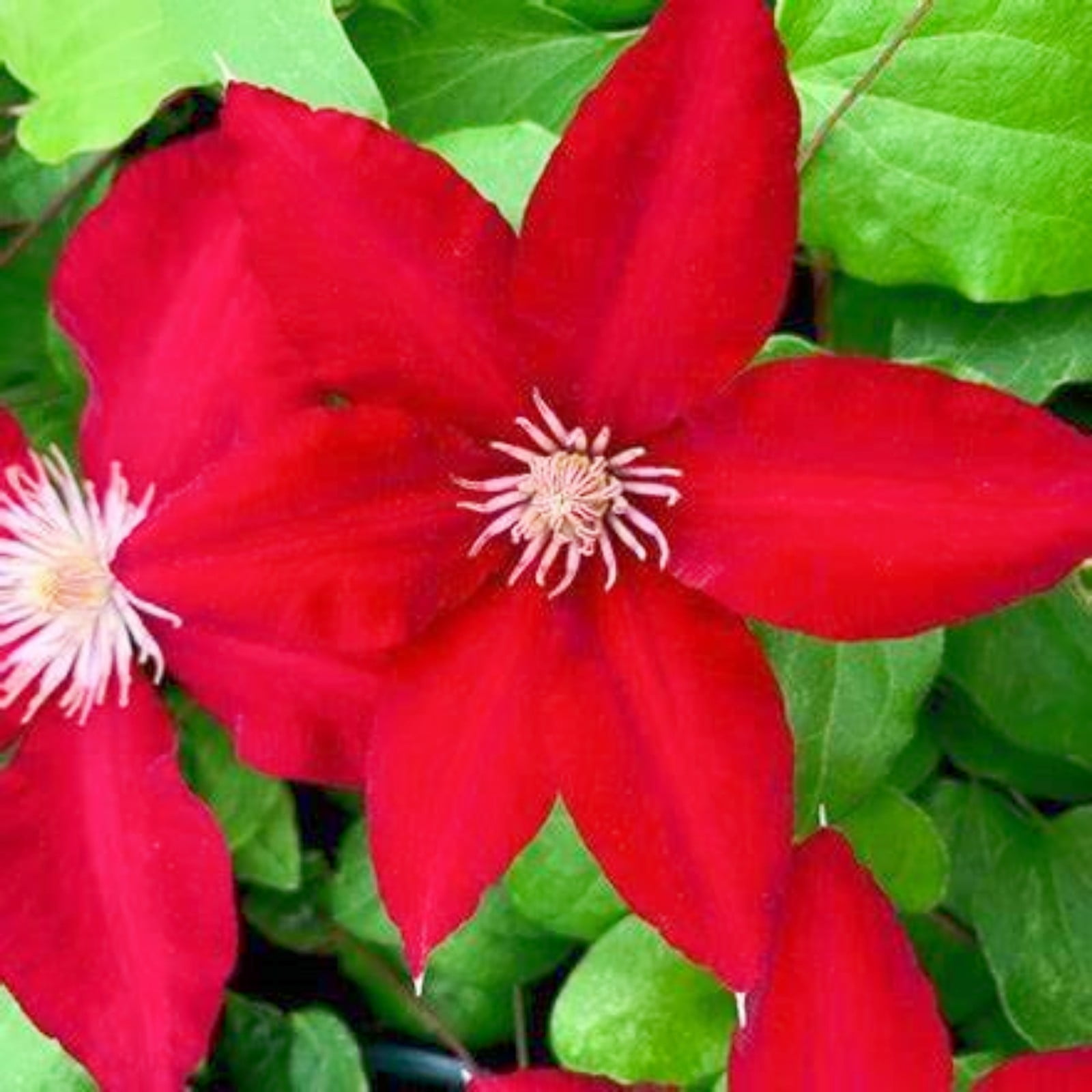 Beautiful Environment Planting for Pots(Clematis)Garden Planting ...