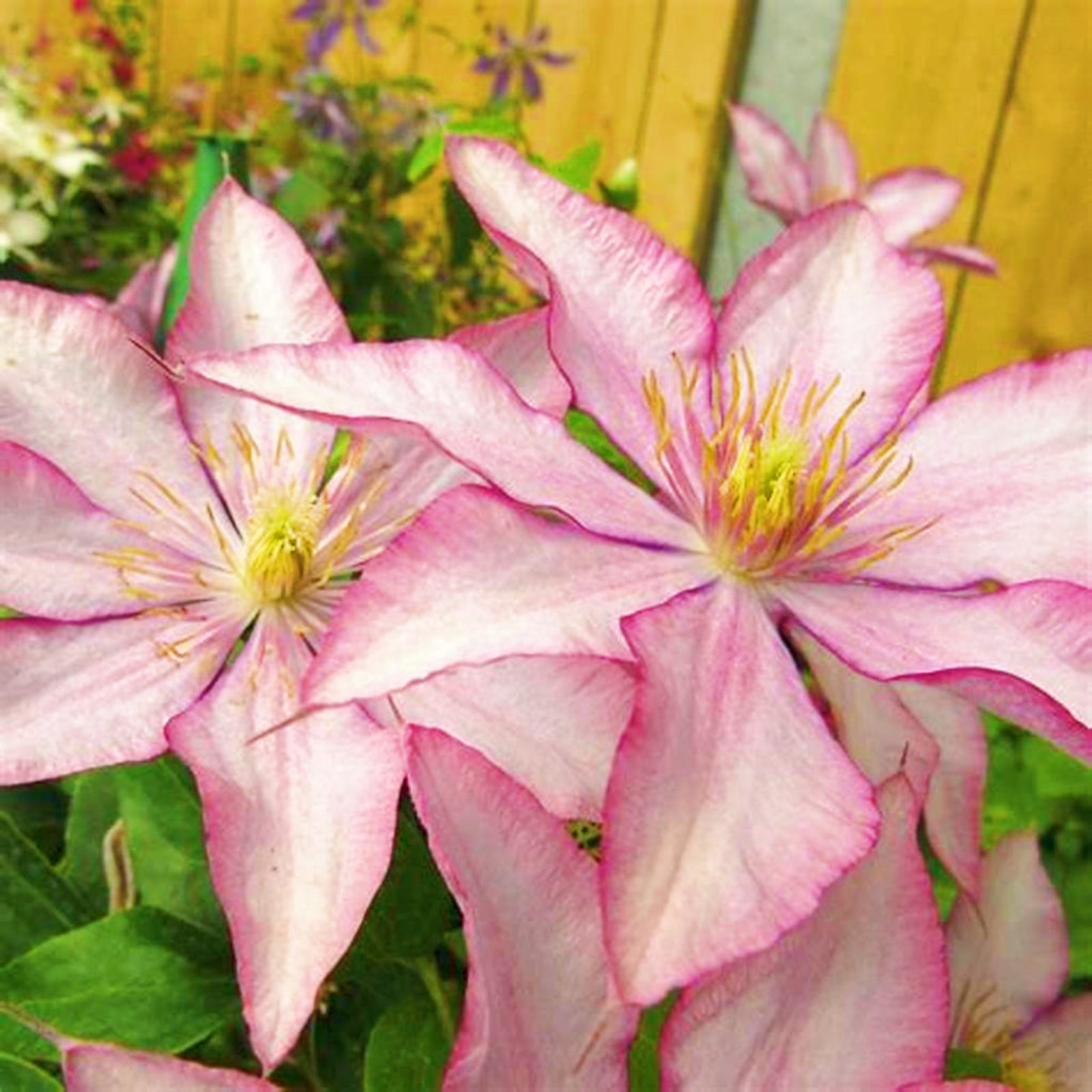 Beautiful Environment Planting for Pots(Clematis)Garden Simple to Grow ...