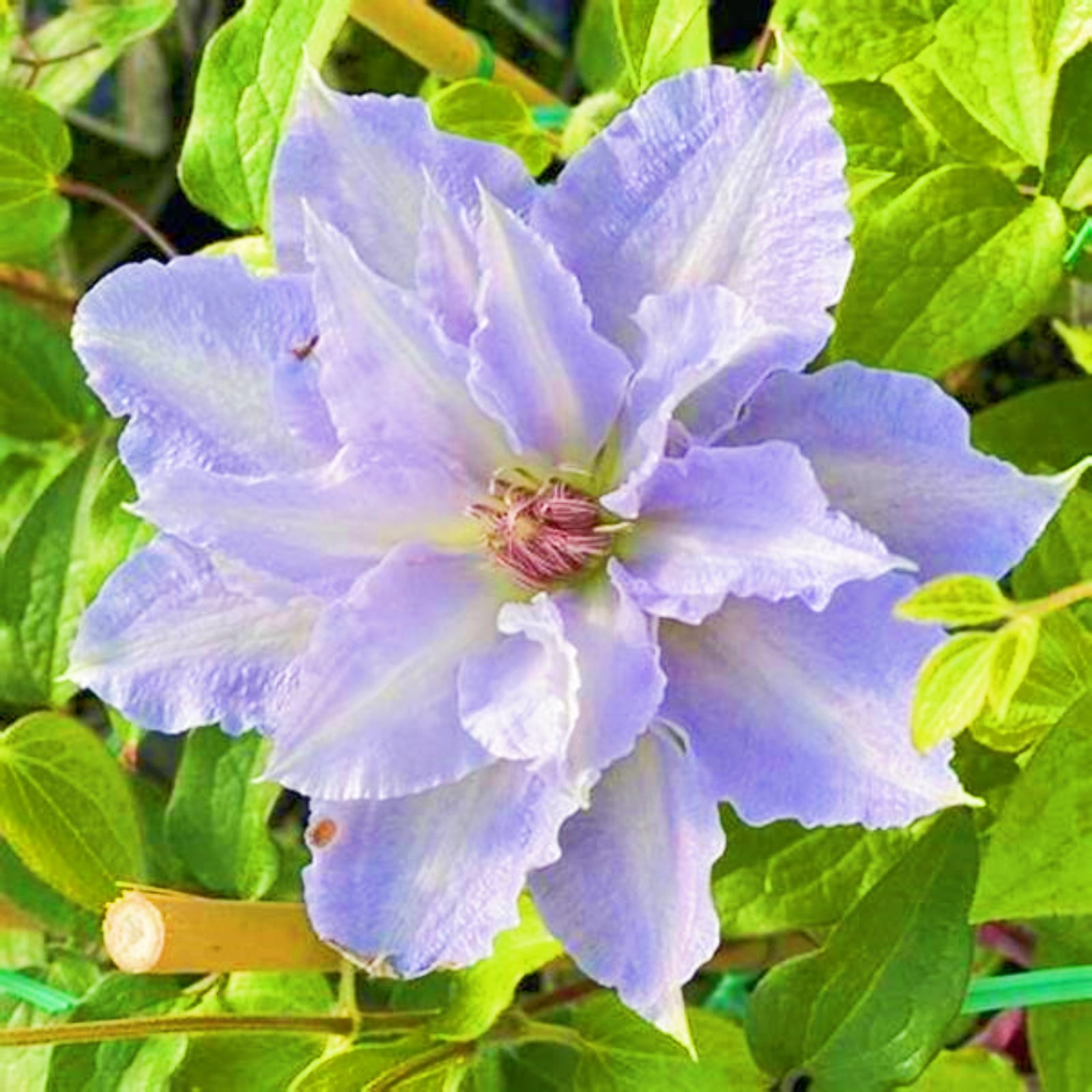 Beautiful Environment Planting for Pots(Clematis)Garden Simple to Grow ...