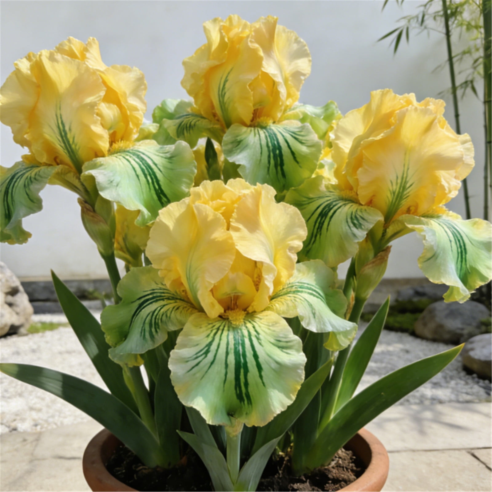 Beautiful Flower Iris-Bulbs For Planting-Premium Garden Stakes Perfect ...