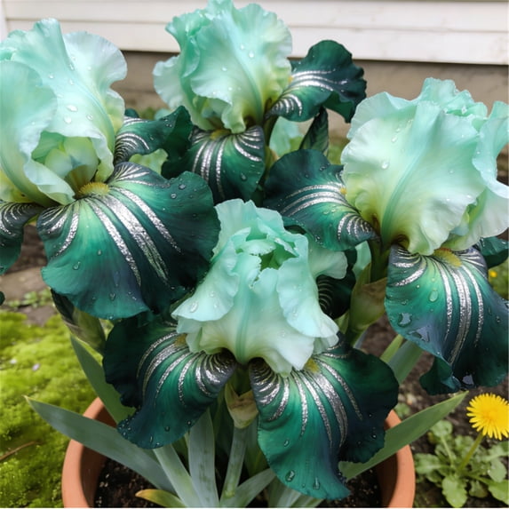 Beautiful Flower Iris-Bulbs For Planting-Premium Garden Stakes Perfect ...