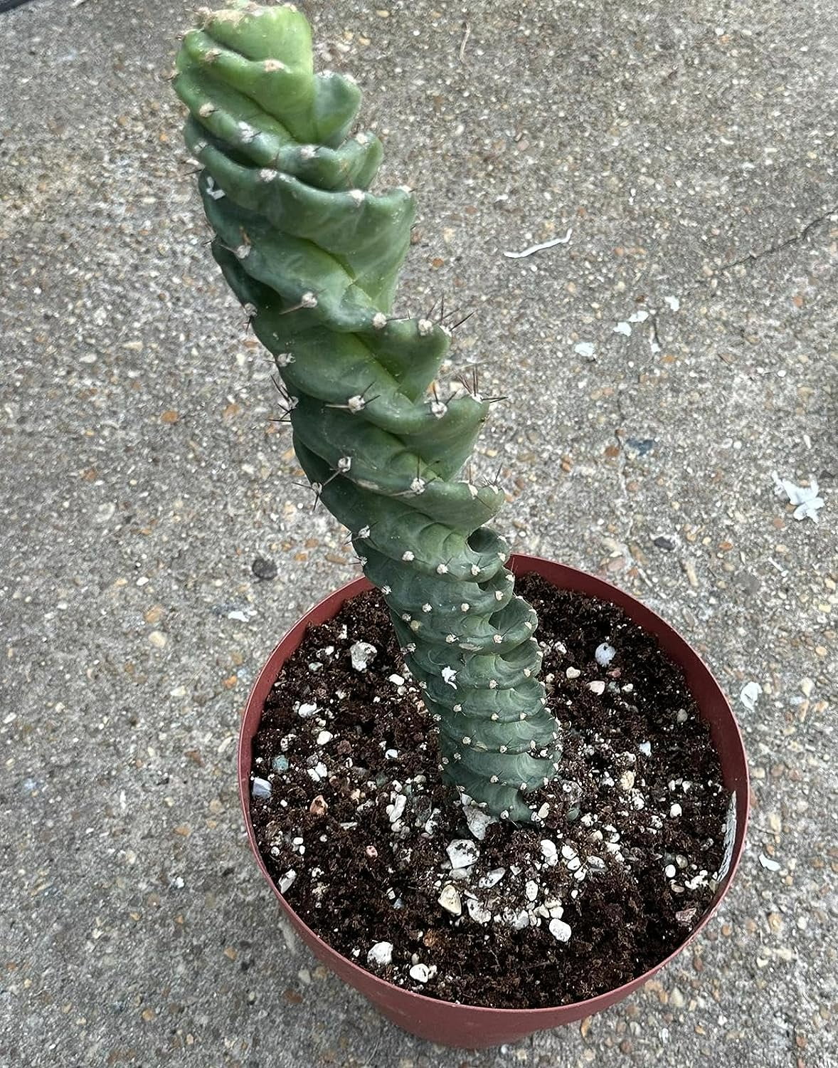 Beautiful Fresh Cereus Forbesii Spiralis About 60cm Ships Bare Root ...