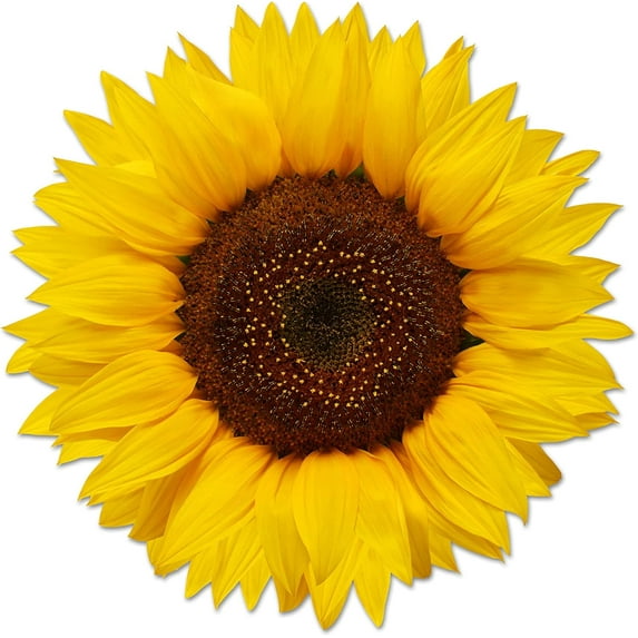 Beautiful Full Color Yellow Sunflower Sticker Made Decal Window Bumper ...