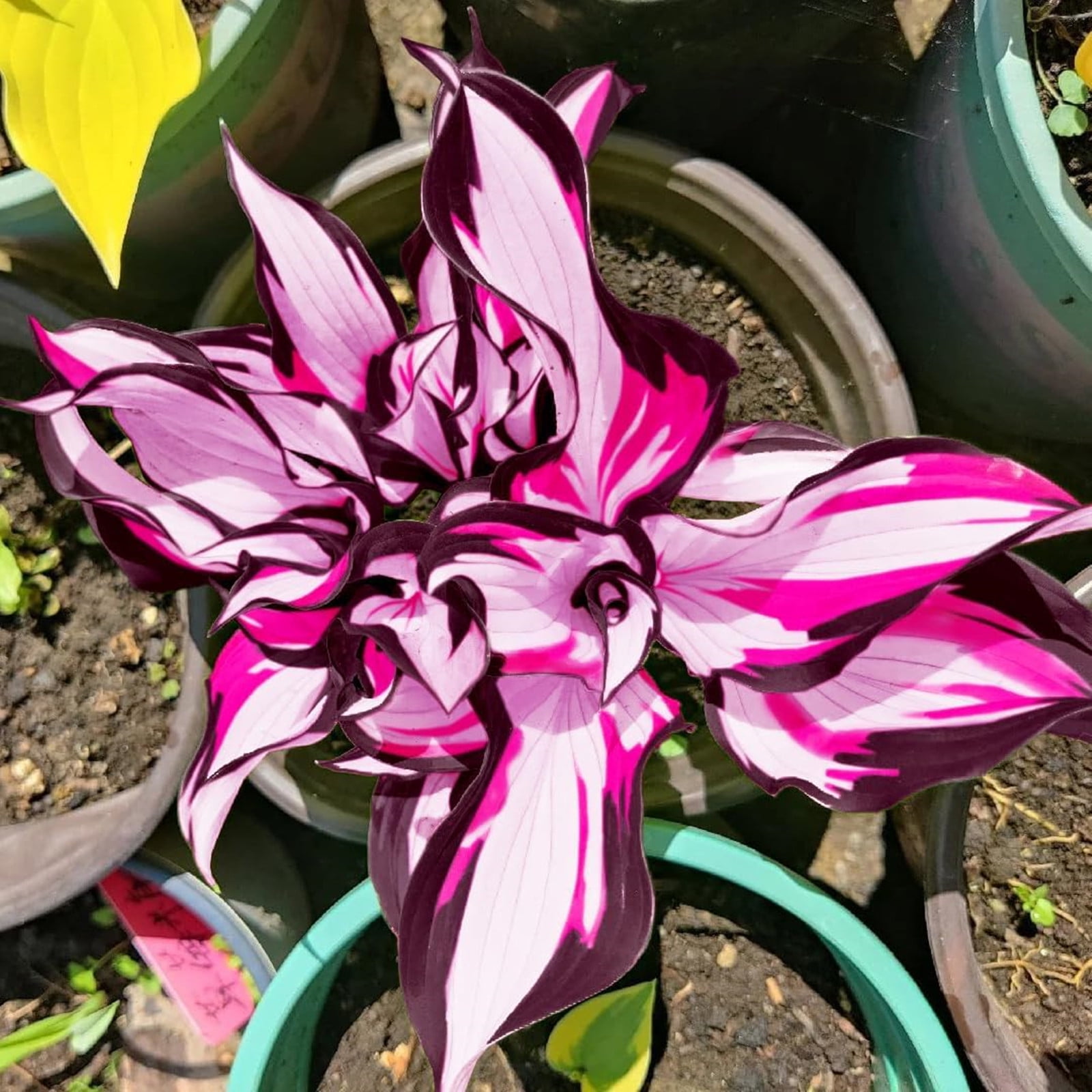 Beautiful Garden Hostas Plants on sale Gift Pots to Grow(Hostas for ...