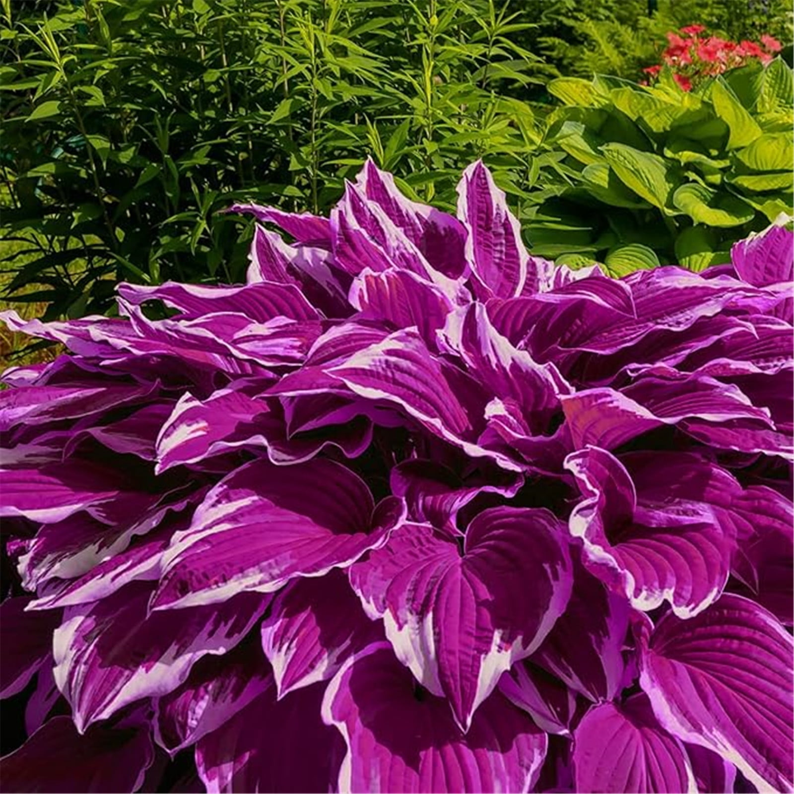 Beautiful Garden Hostas Plants on sale Gift Pots to Grow(Hostas for ...