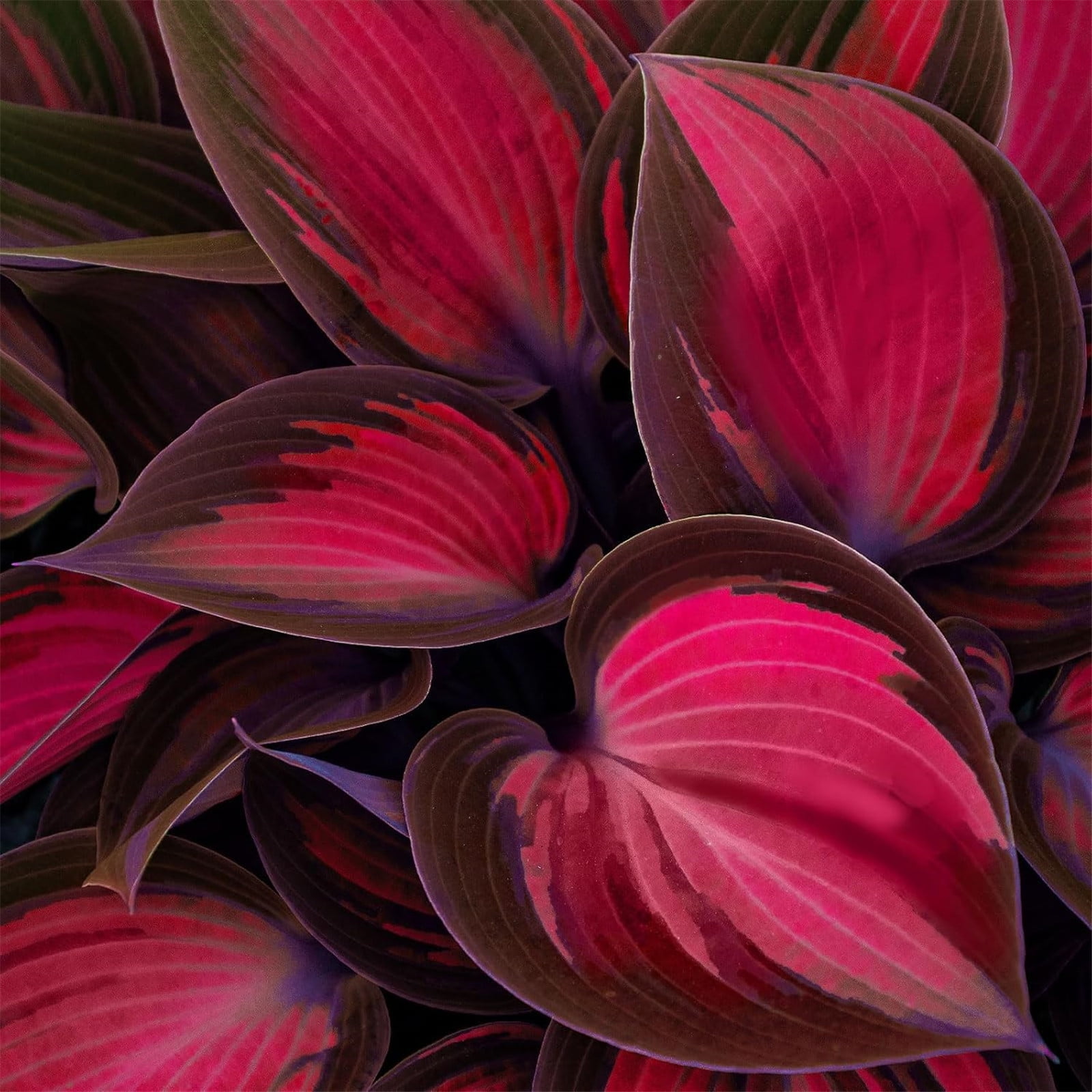 Beautiful Garden Hostas Plants on sale Gift Pots to Grow(Hostas for ...