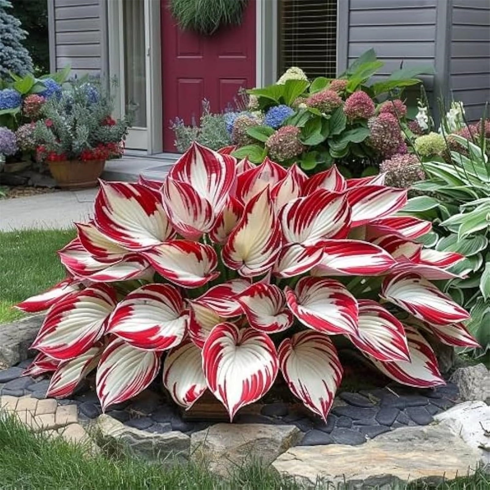 Beautiful Garden Hostas Plants on sale Gift Pots to Grow(Hostas for ...