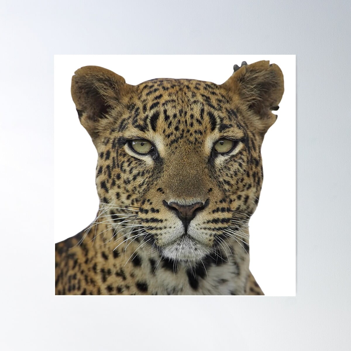 Beautiful Leopard Poster Wall Art, Modern Wall Decor For Living Room ...